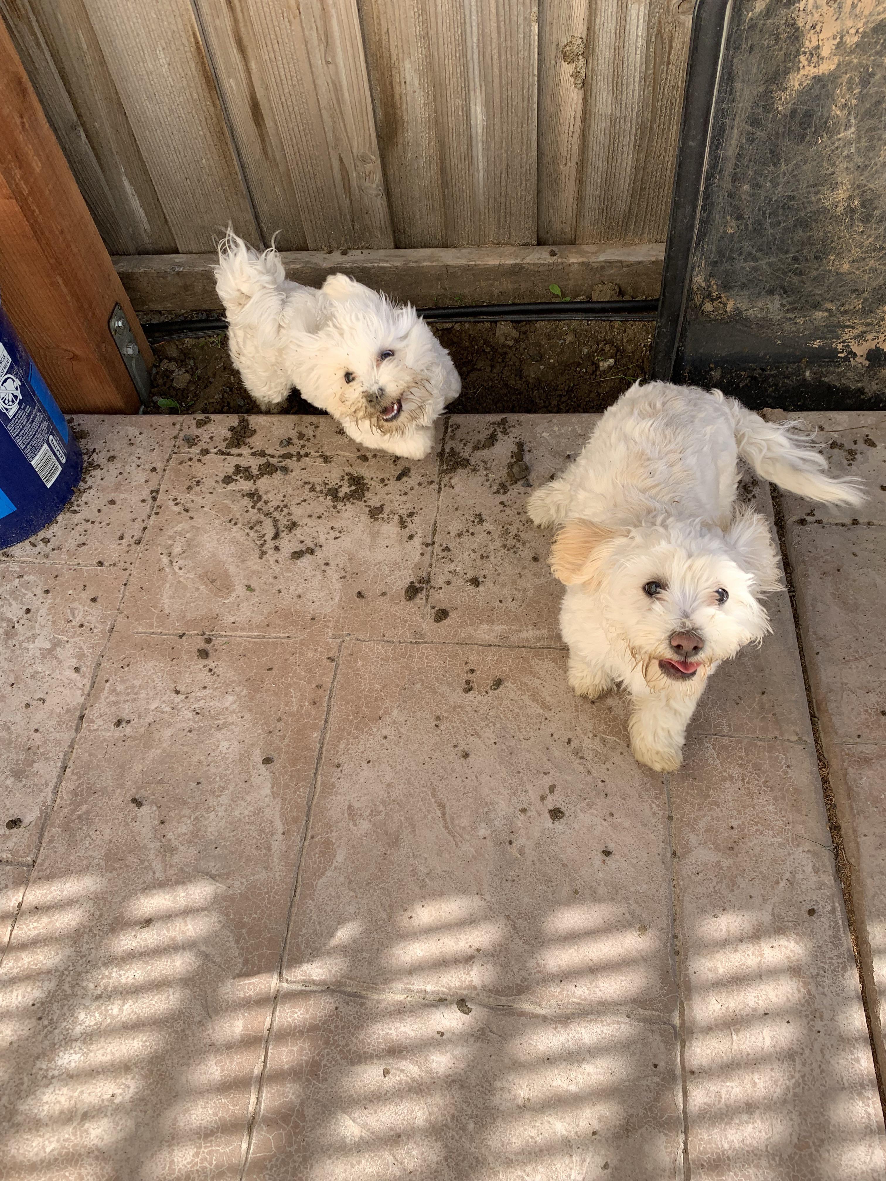 He loves to dig! | Scrolller