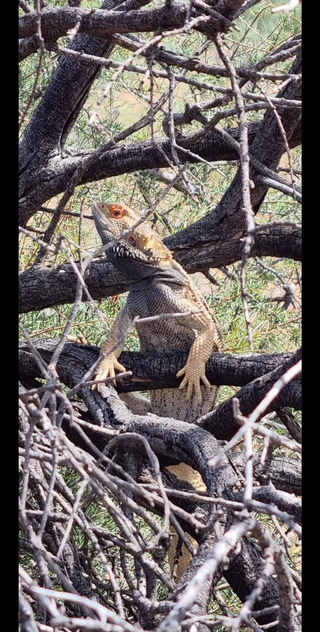 Bearded dragon hanging out in a tree near my partners work | Scrolller