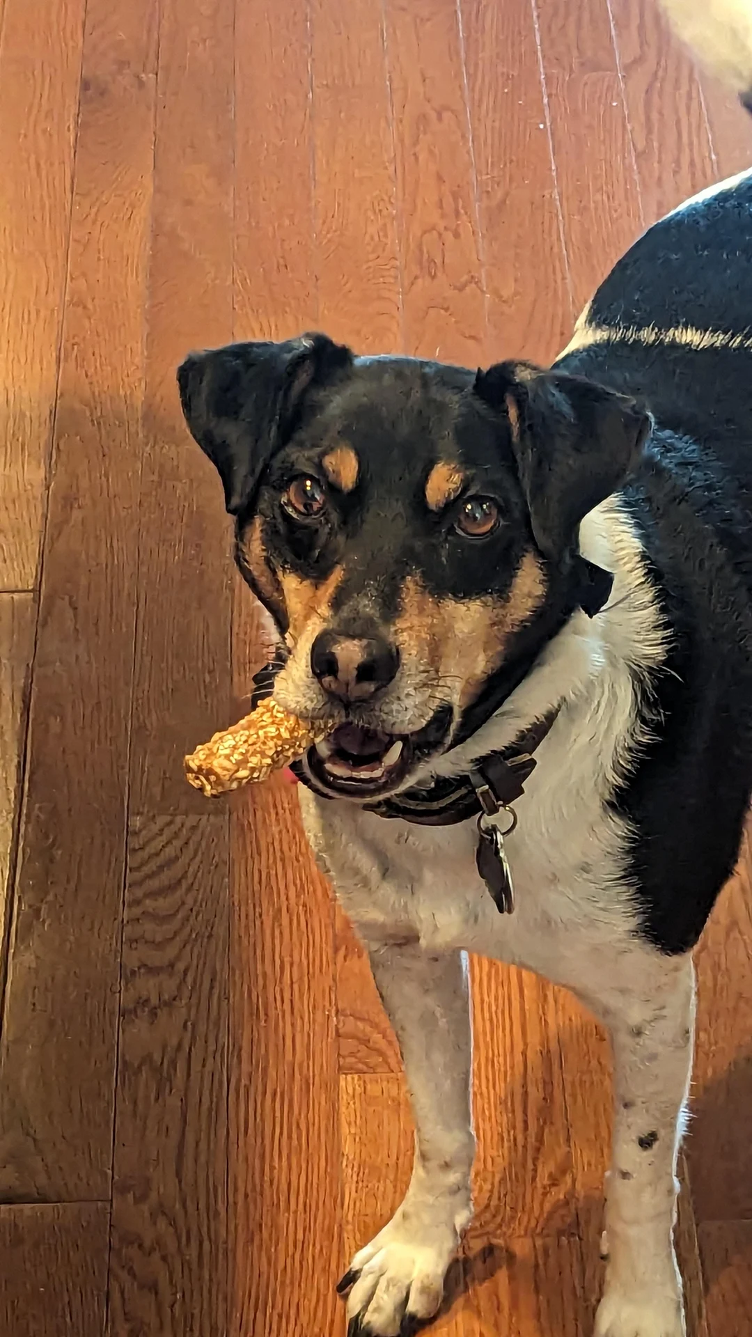 Meet Bandit. Got a light? 😄 | Scrolller