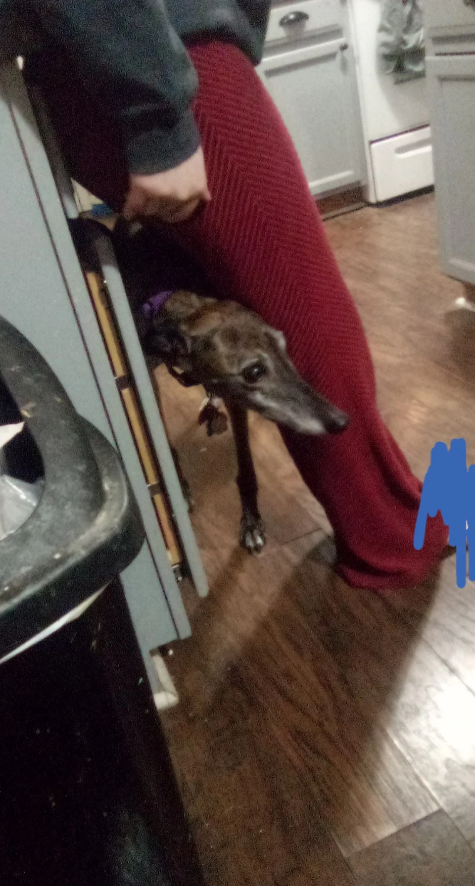 This is my friend's Greyhound and her name is violet | Scrolller