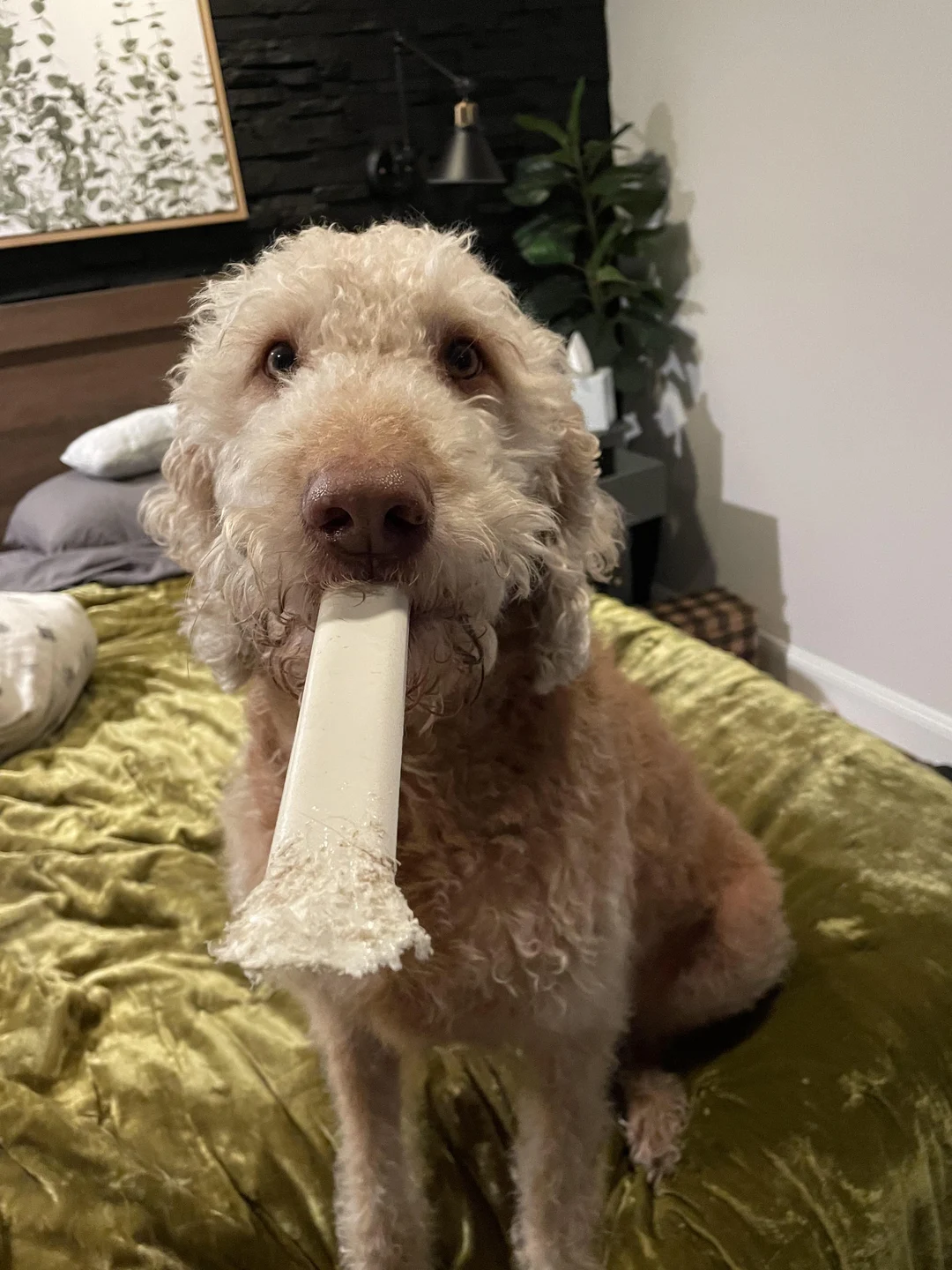 My weird doggo | Scrolller