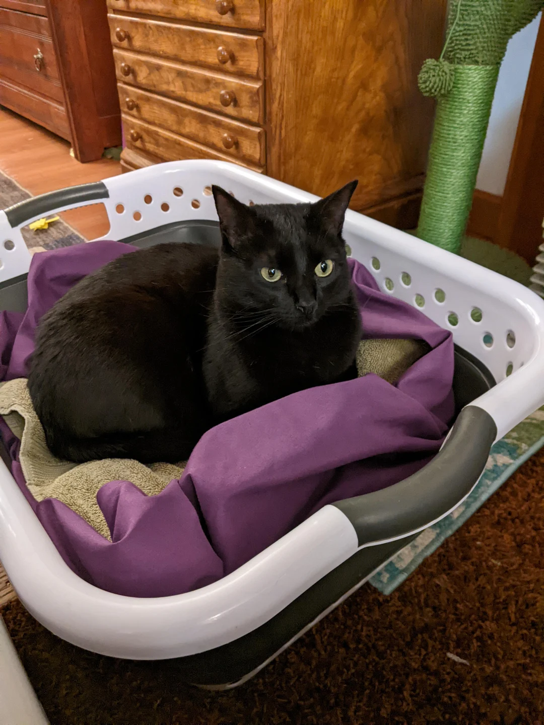 Laundry day trap for my void | Scrolller