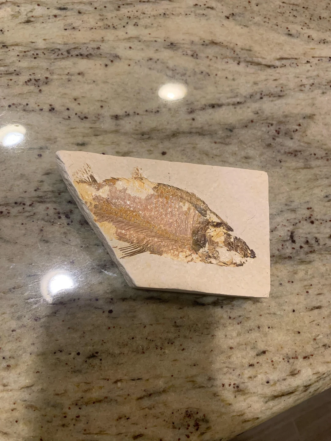 Is this a real fossil? Picked it up cheap and I’m skeptical | Scrolller