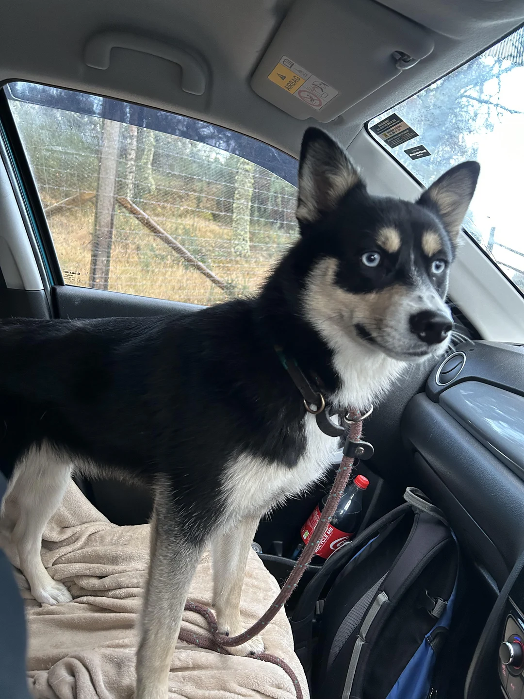 Husky/Pomeranian | Scrolller