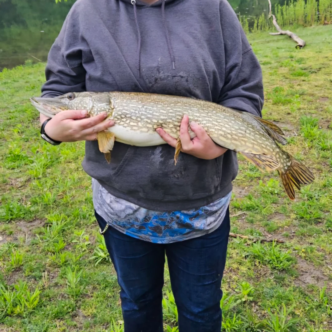 3rd Pike of the season, PB 32 1/2 in | Scrolller