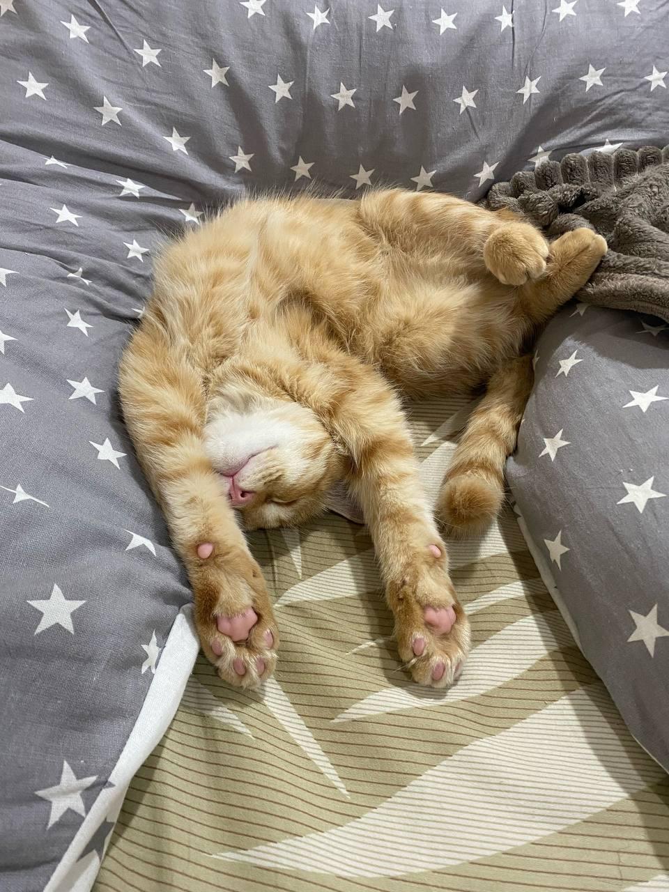 Why does my cat always sleep in strange poses | Scrolller