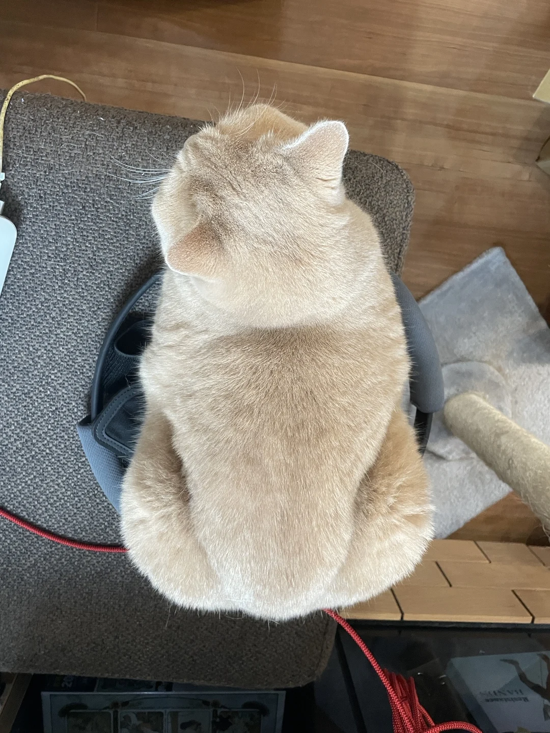 The Ring-con trap succeeded! | Scrolller