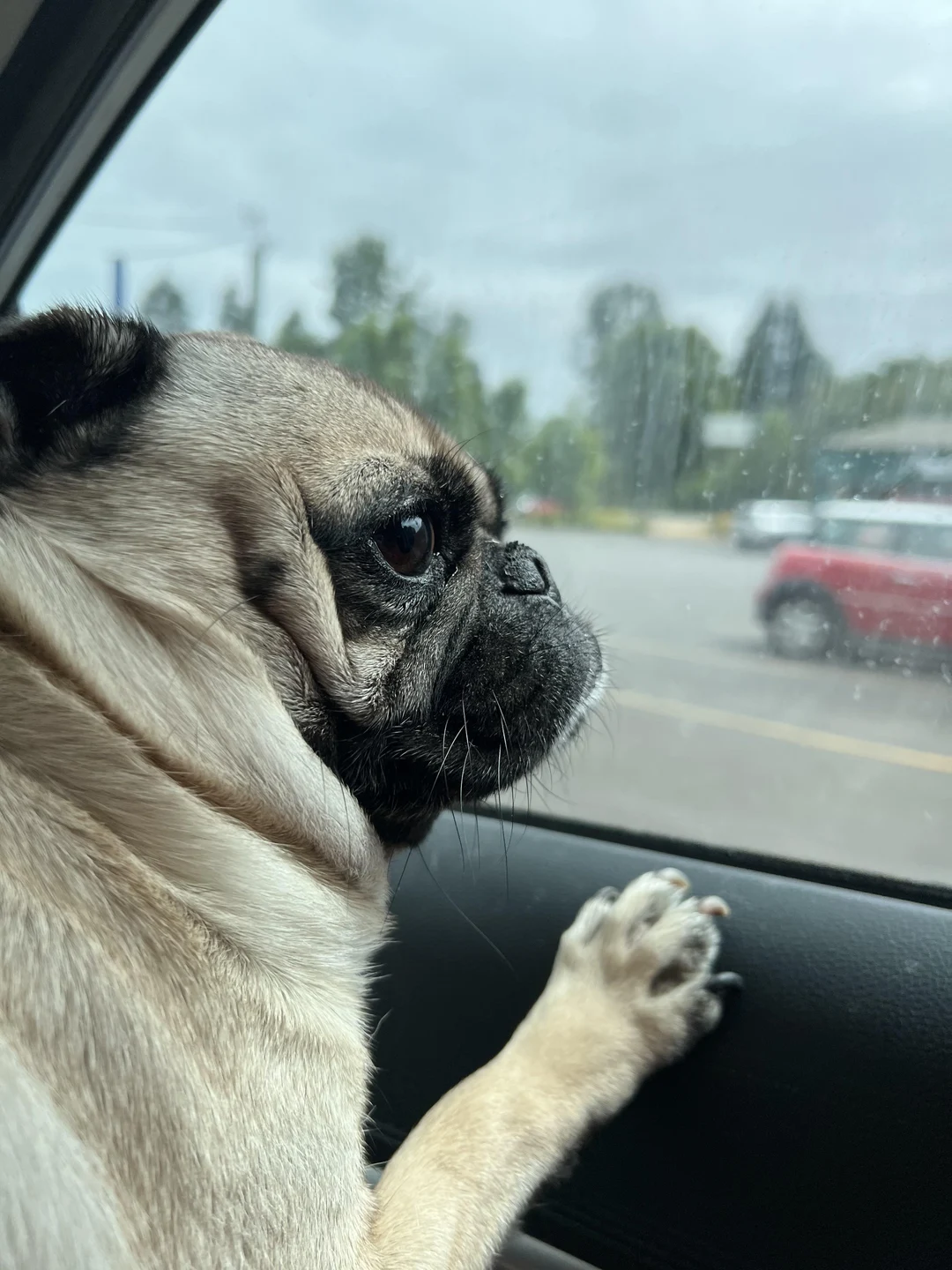 A moment in the car with my best bud, Milo.. | Scrolller