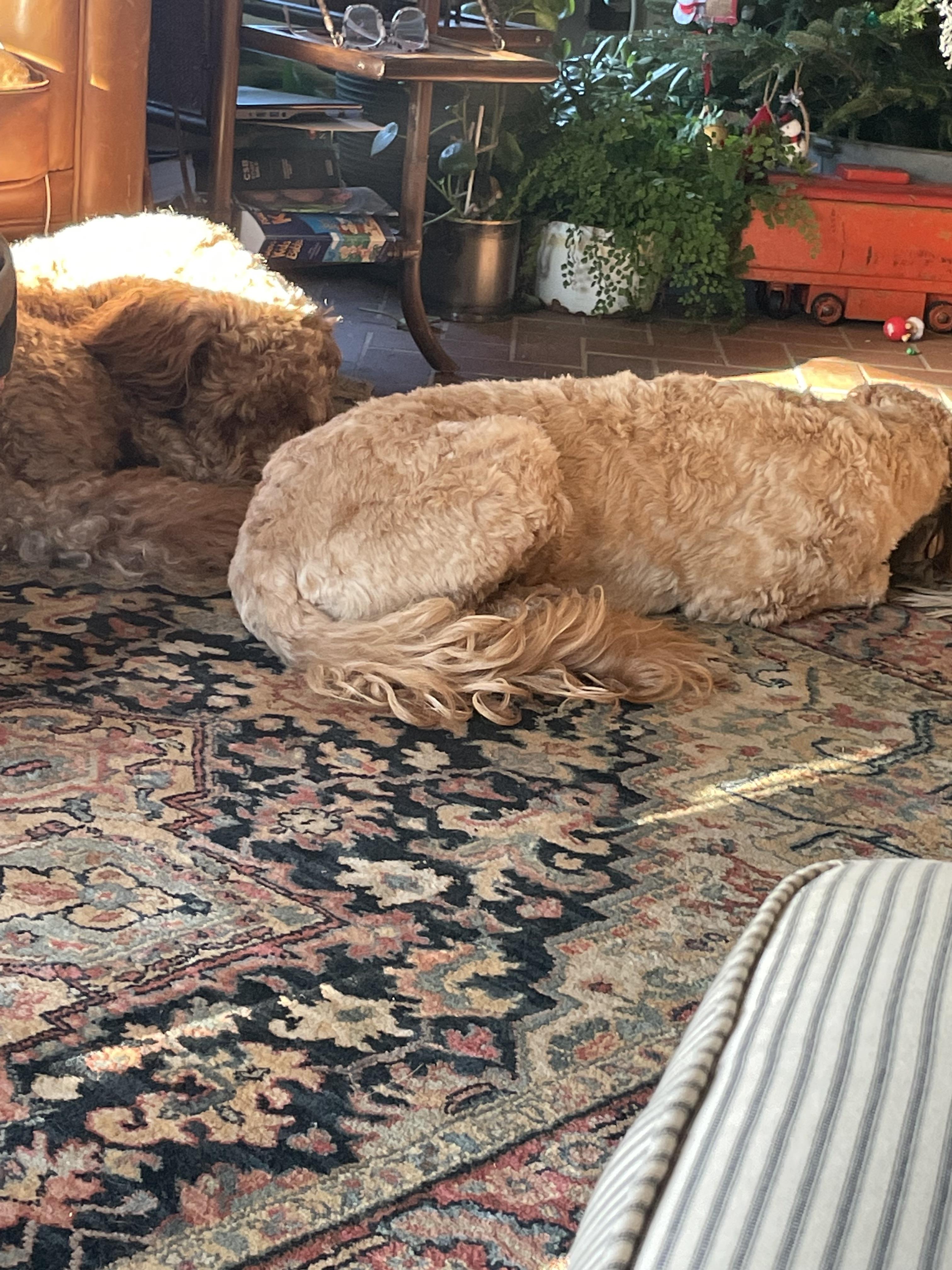 Nap buddies | Scrolller