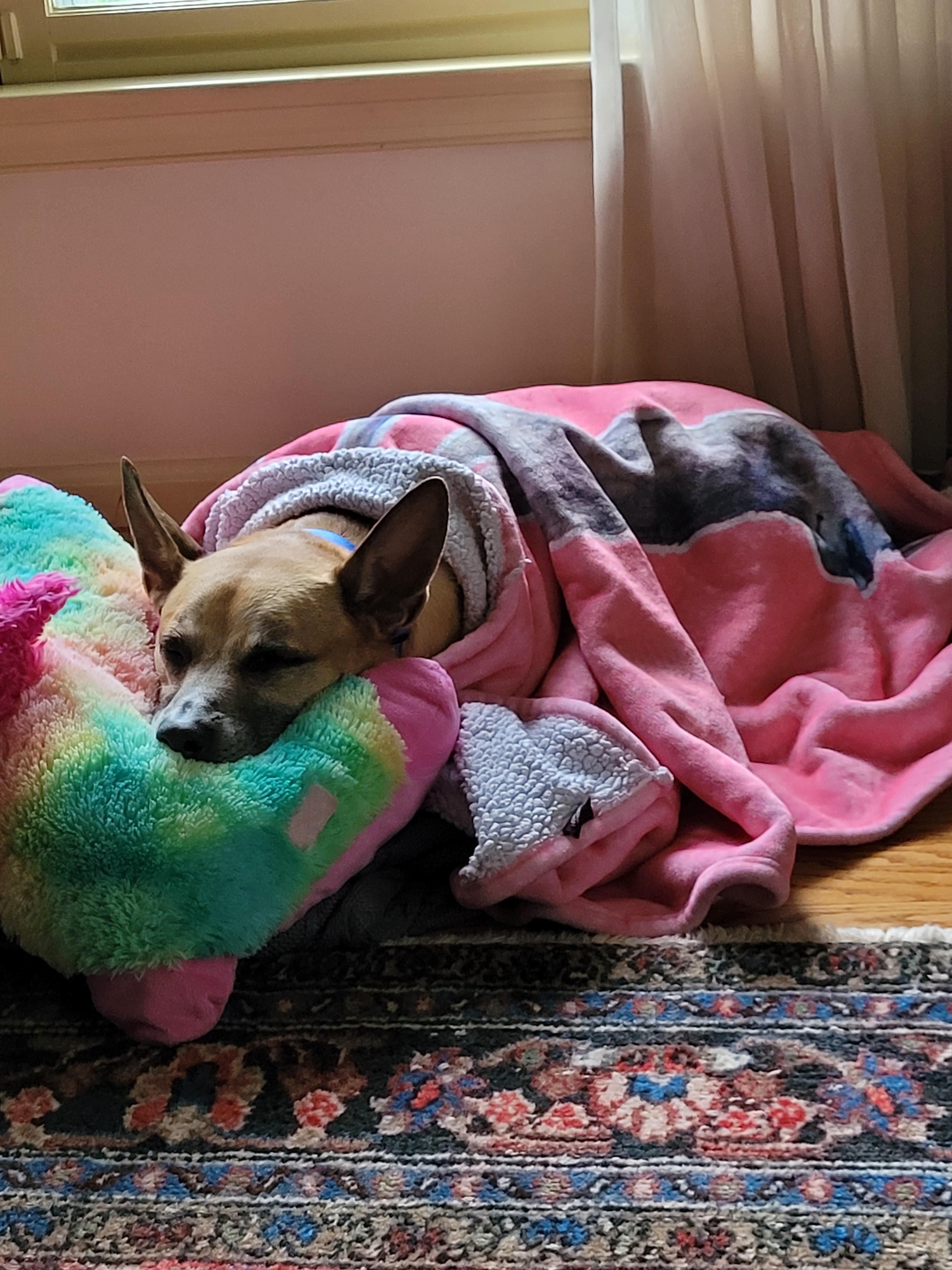 (OC) My dog was sleeping on the floor, so I gave him a blanket and pillow | Scrolller
