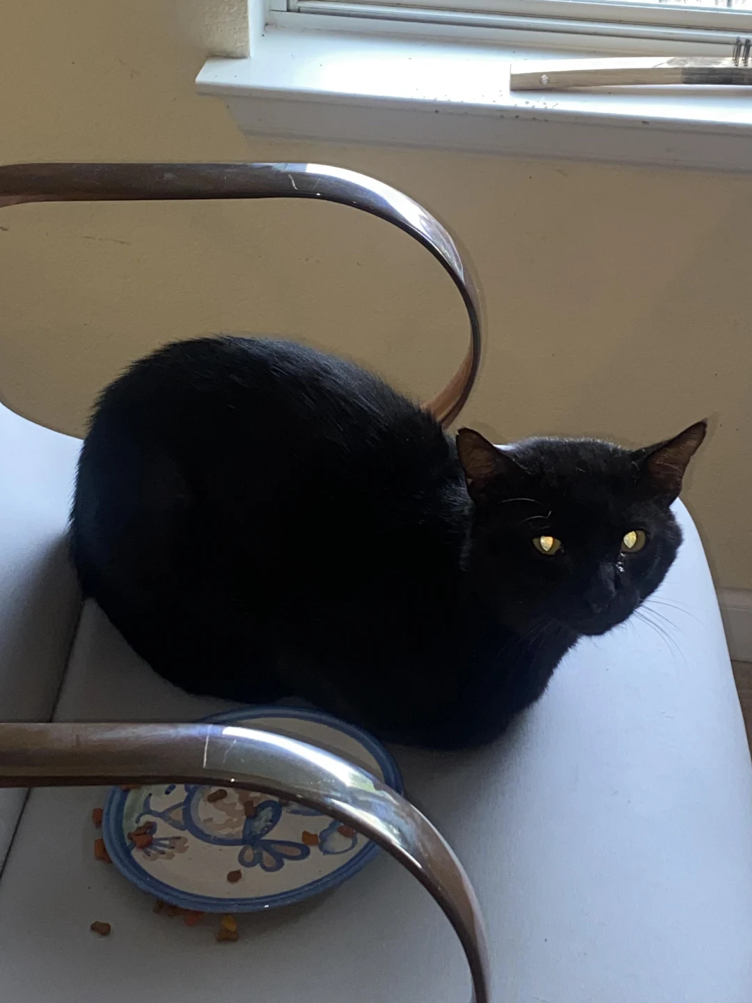 This is Steve. He used to be a stray, malnourished cat. But now he’s able to form a perfect ...