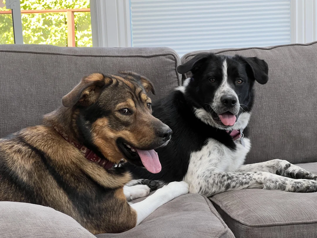 Littermate sisters Lenna (mine) and Avani (brother’s) first visit since December! | Scrolller