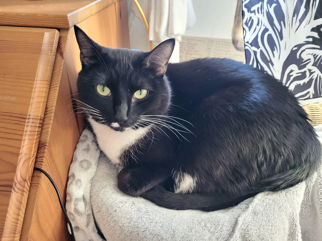 A Sexy, Chonky Loaf 🖤🤍 | Scrolller