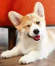 This Cute Pembroke Welsh Corgi Pup 🐶 | Scrolller