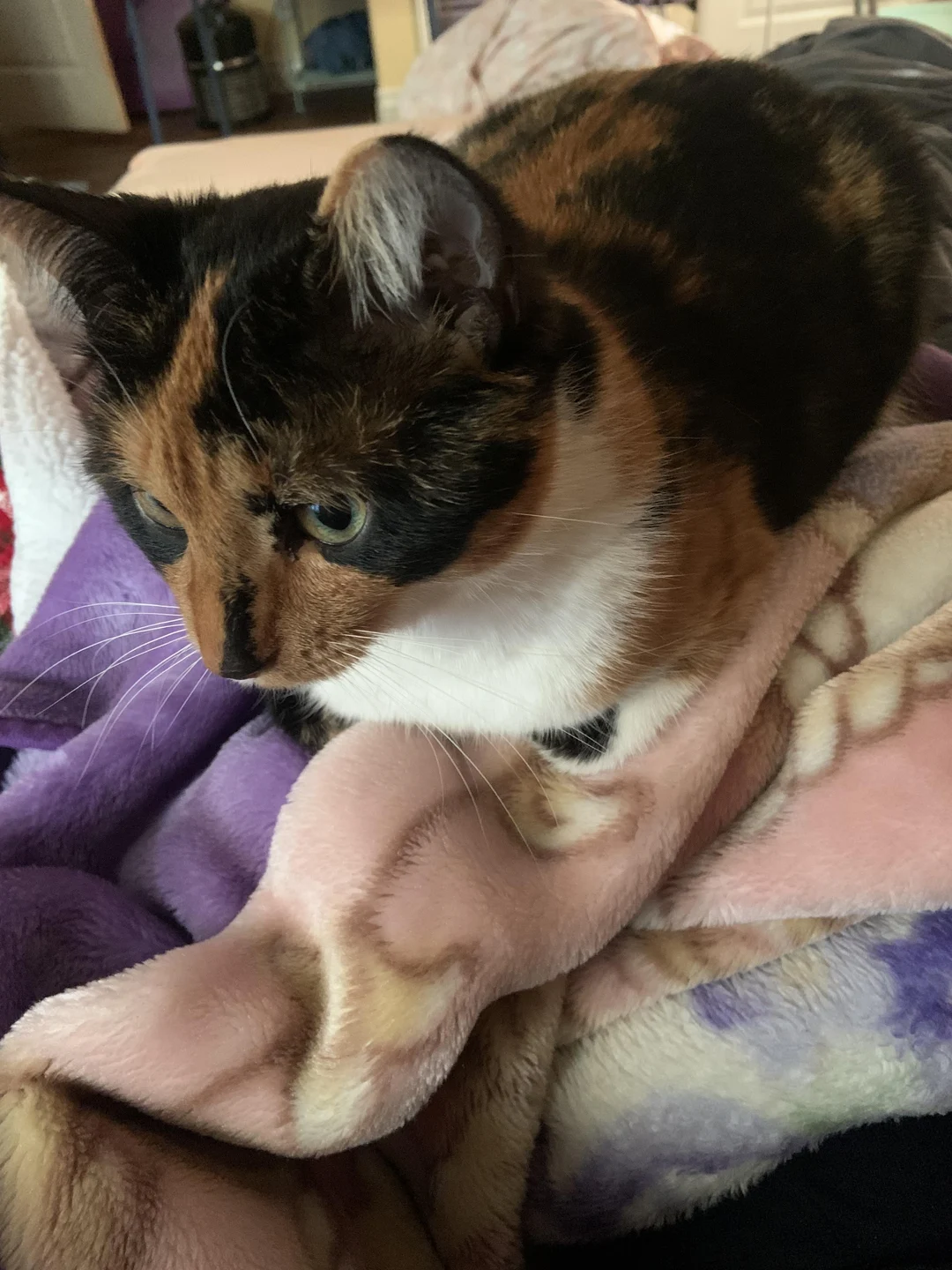 Lazy lap loaf | Scrolller