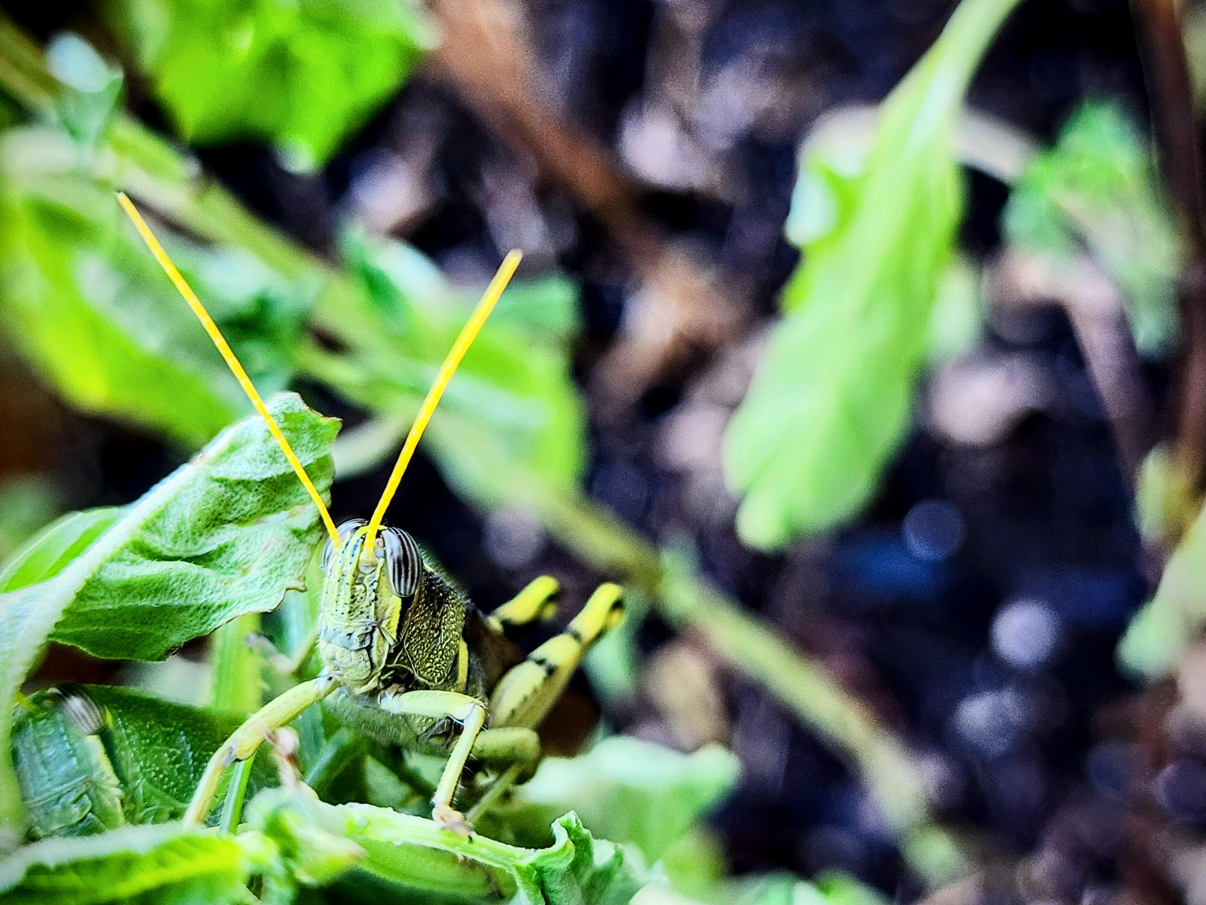 Grasshopper on Basil | Scrolller