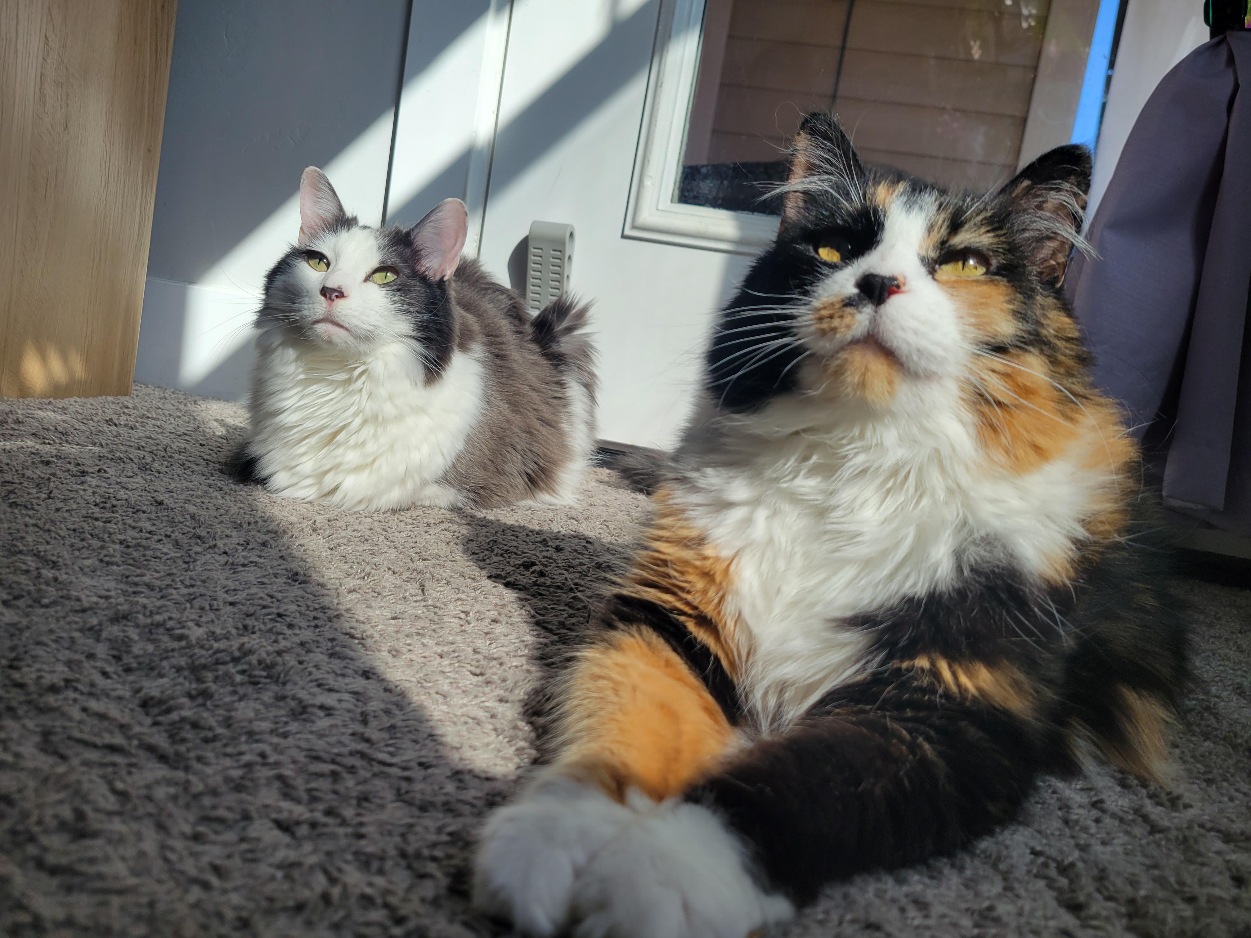 Sunbathing | Scrolller