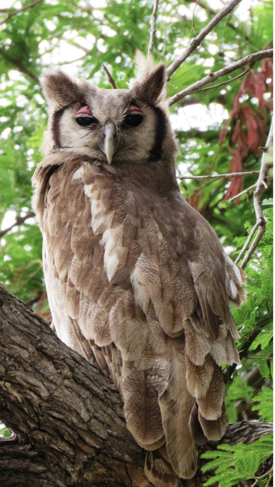 Eagle owls have the most majestic eyelids. | Scrolller