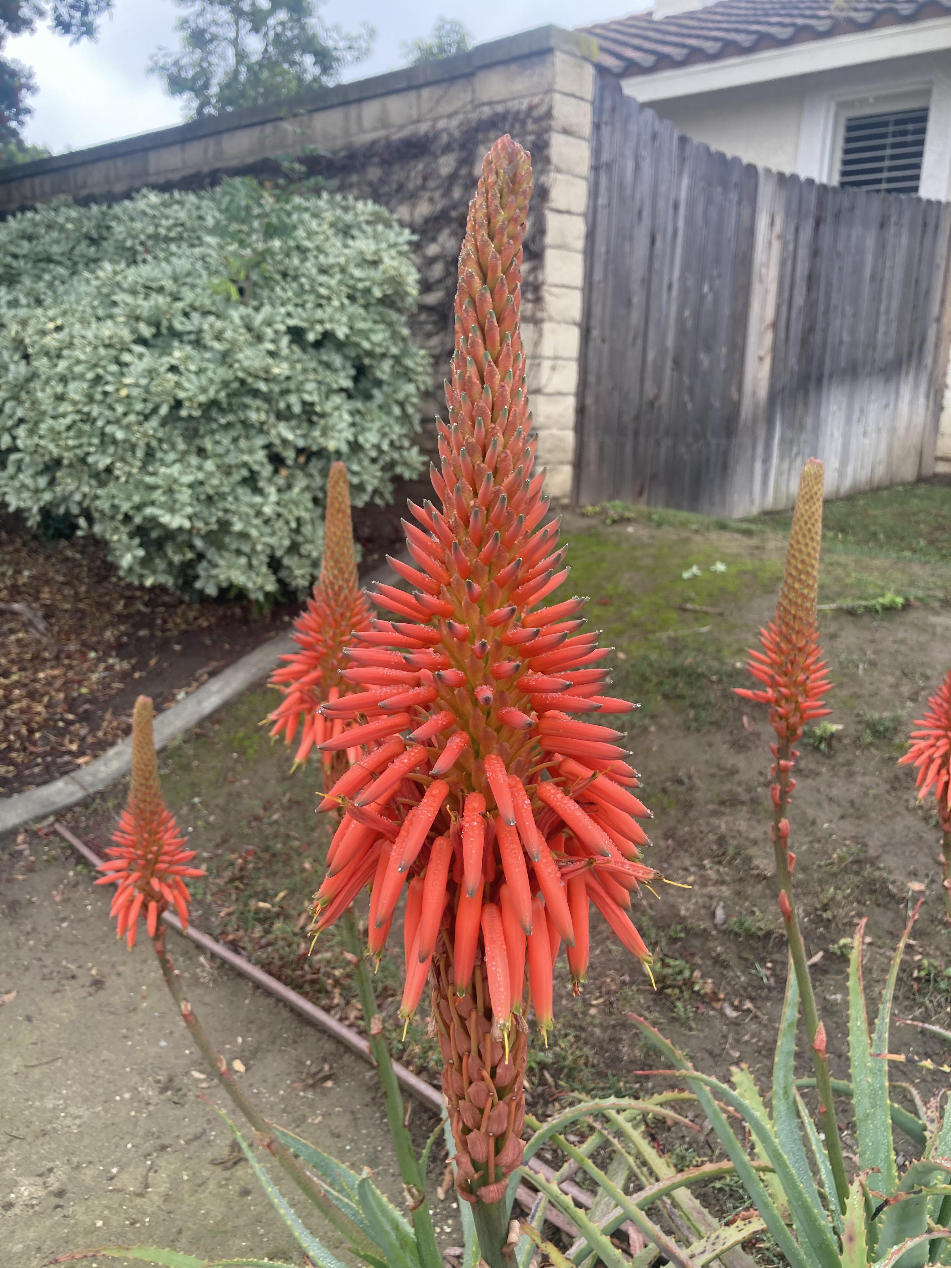 What is this beautiful plant | Scrolller