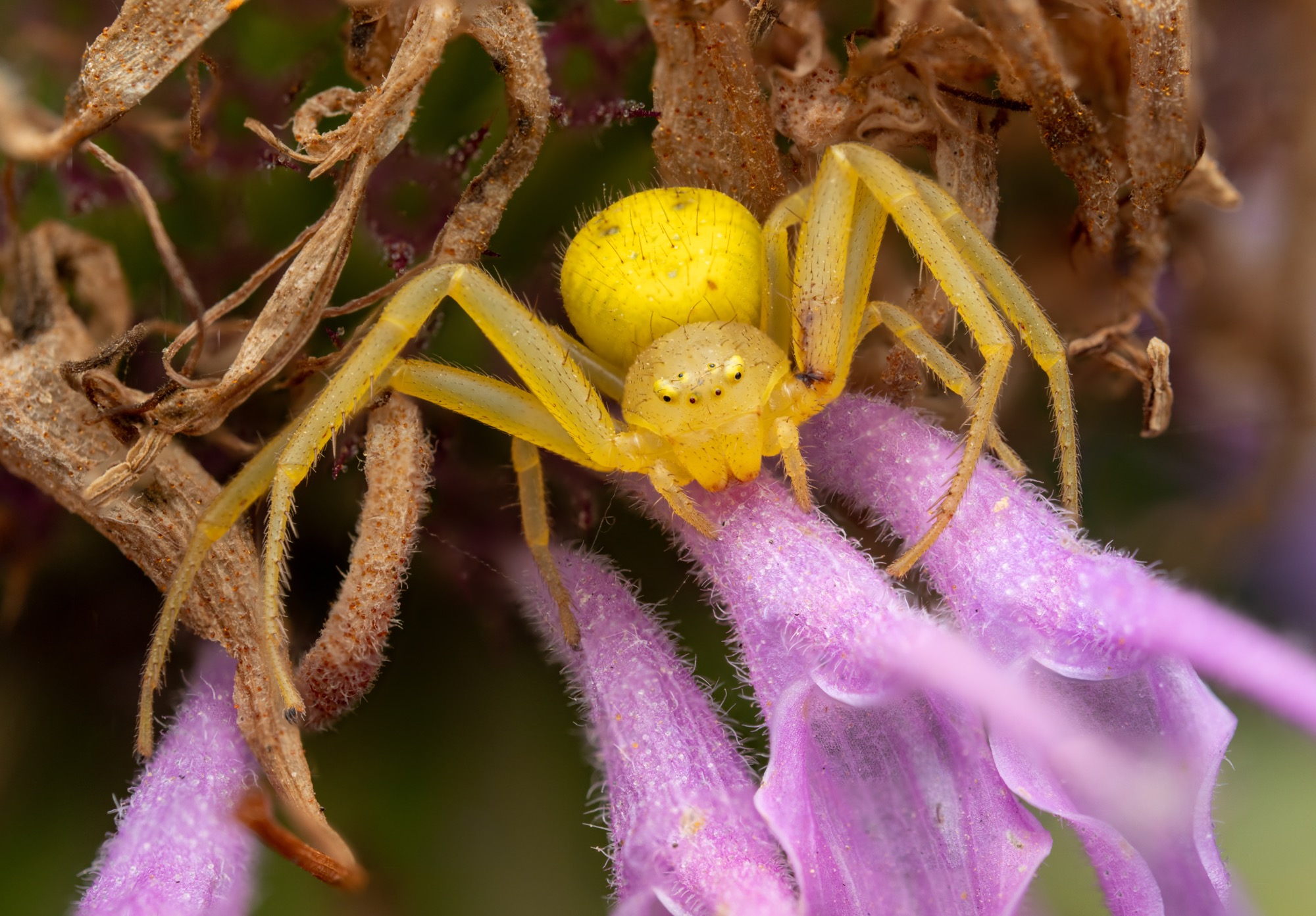 Crab Spider | Scrolller