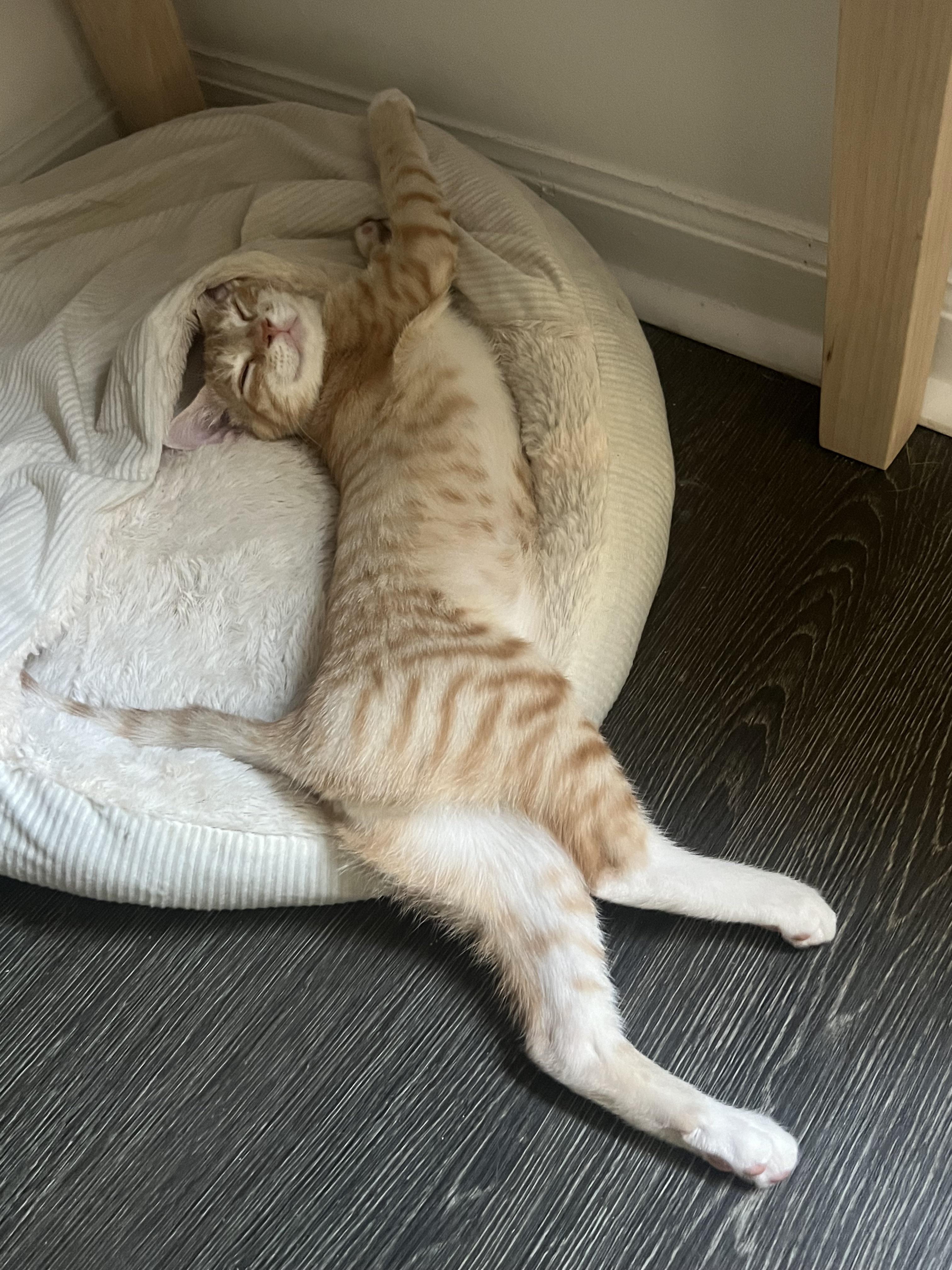 Just wanted to introduce my beautiful polydactyl queen | Scrolller