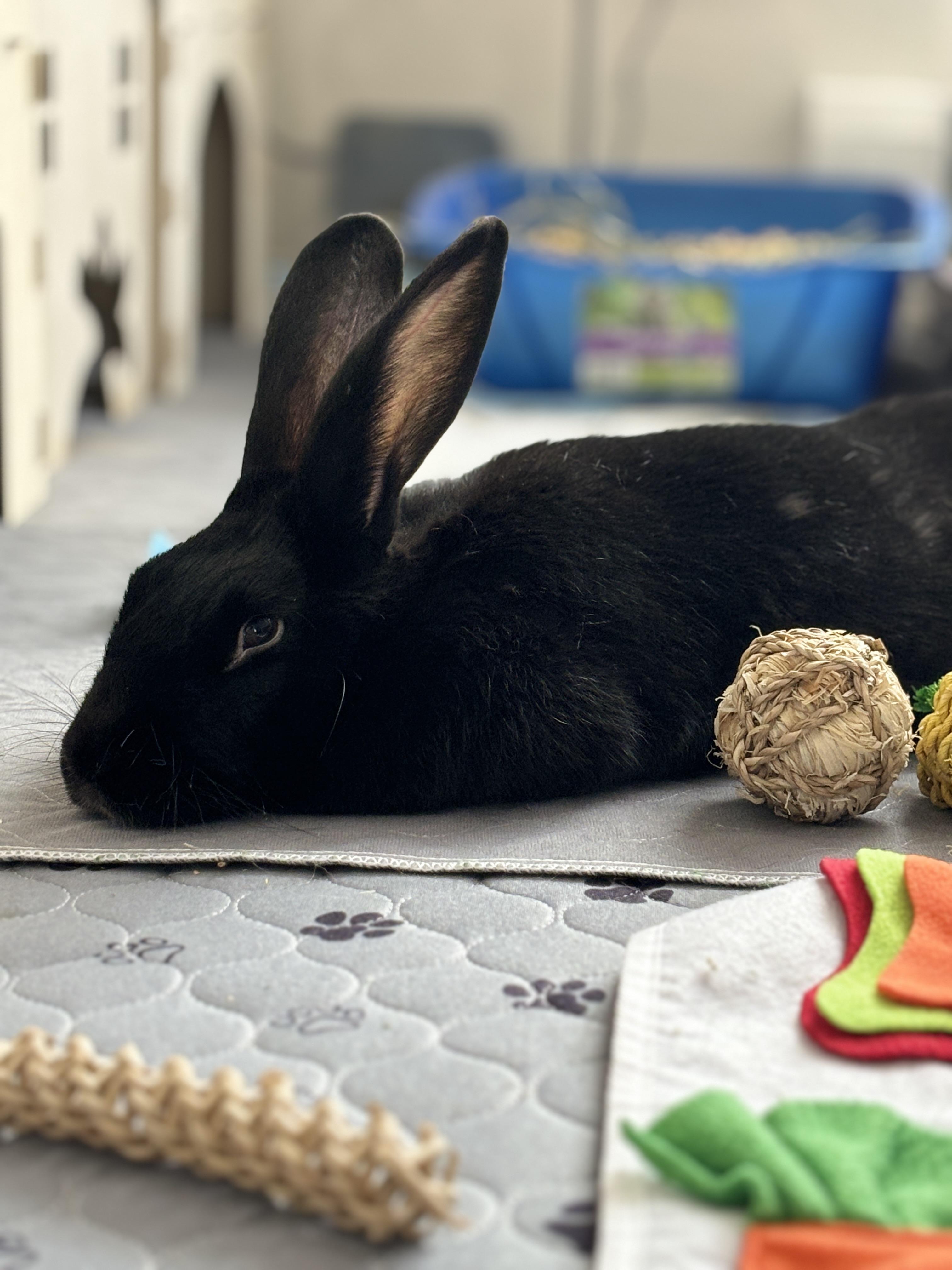 Small photo op with Raven | Scrolller