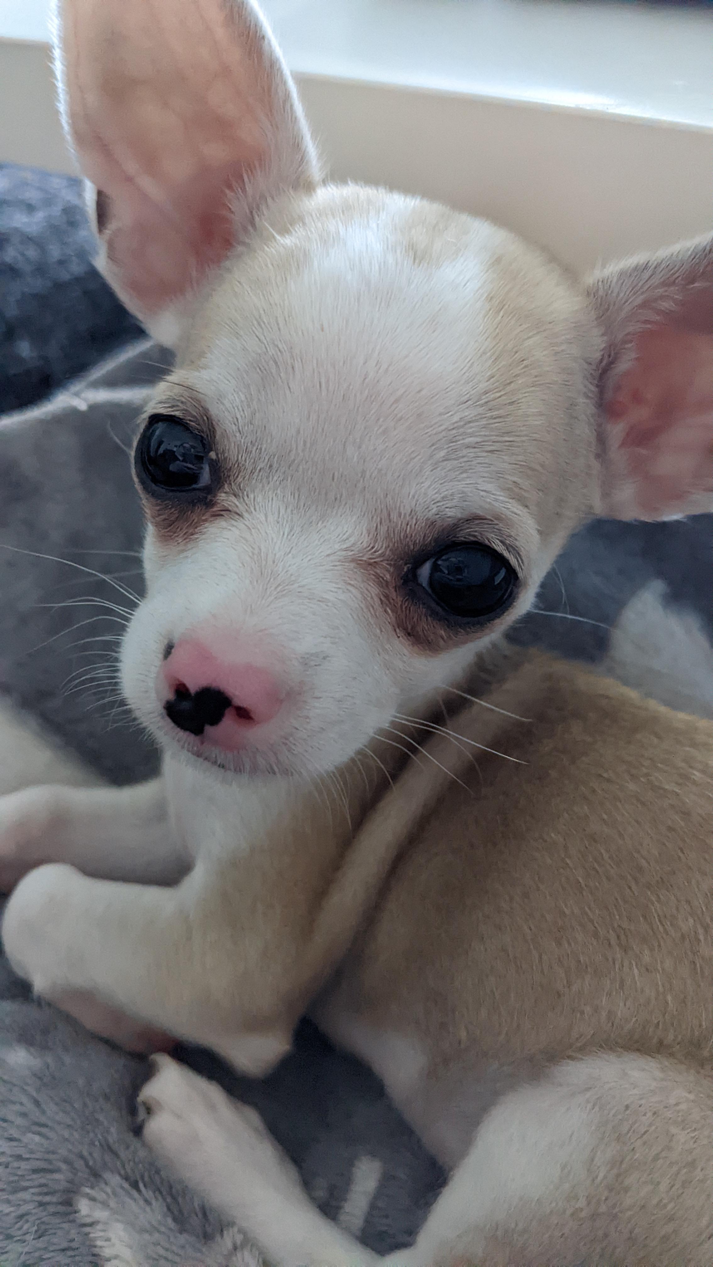 Two chis wasn't enough, so this is number 3, Chip ️ | Scrolller