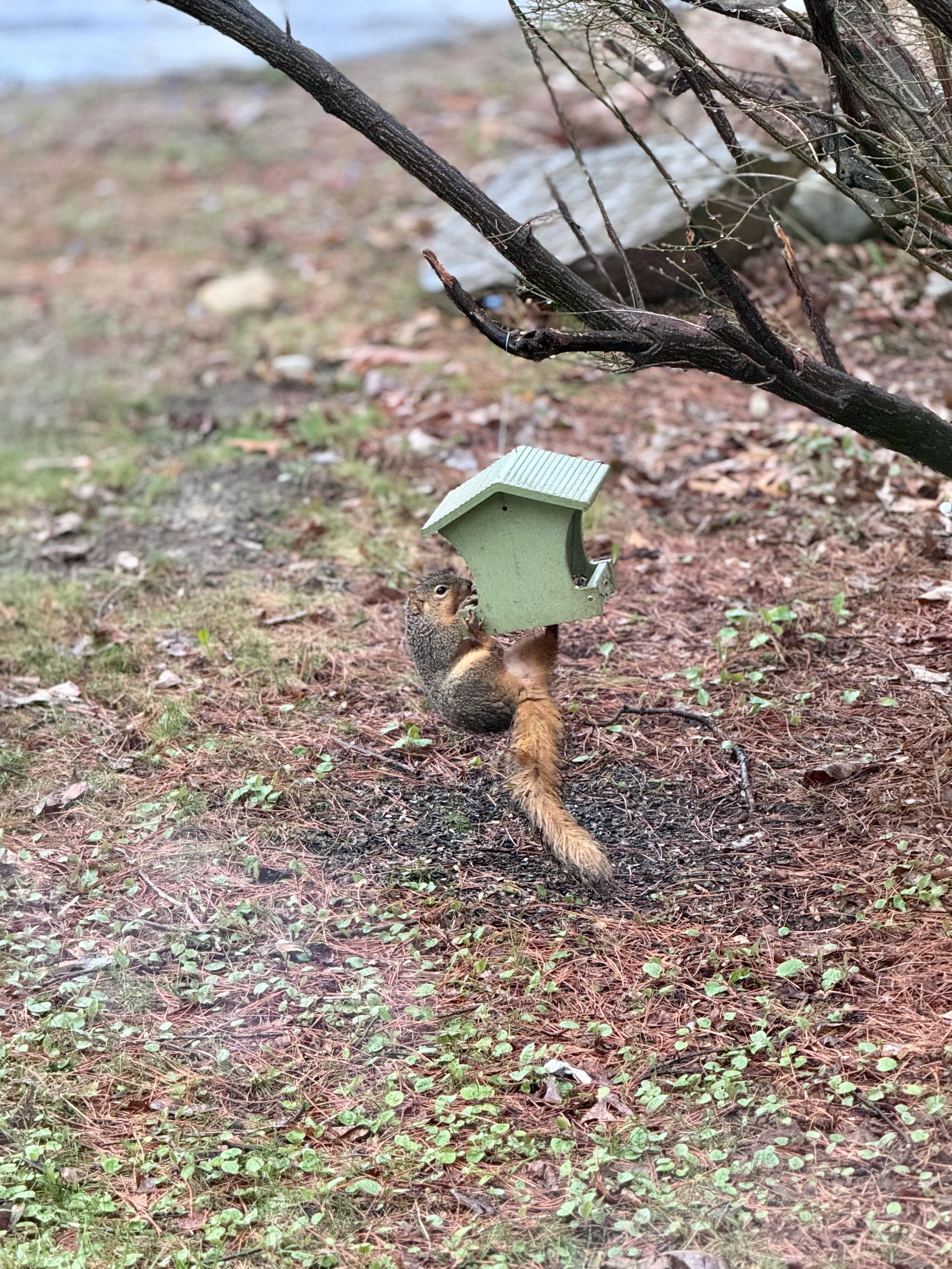 "Give me those nuts!" | Scrolller