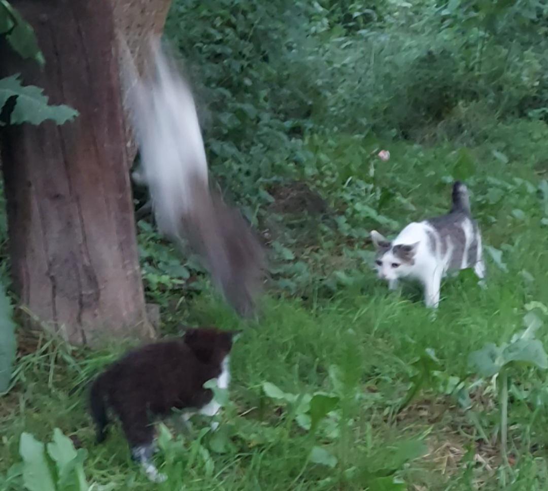 Blurry picture of cats | Scrolller