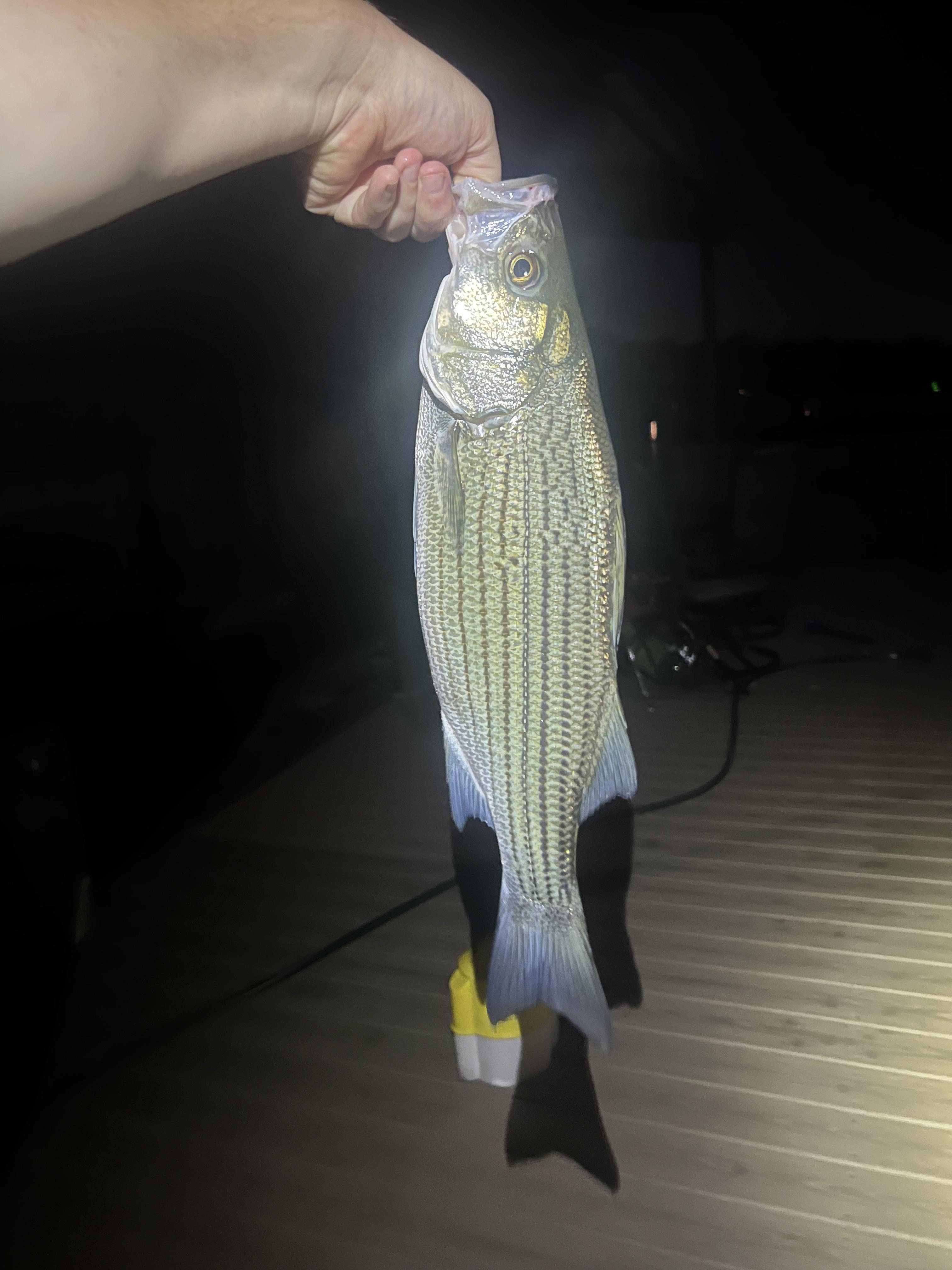 Help IDing fish | Scrolller