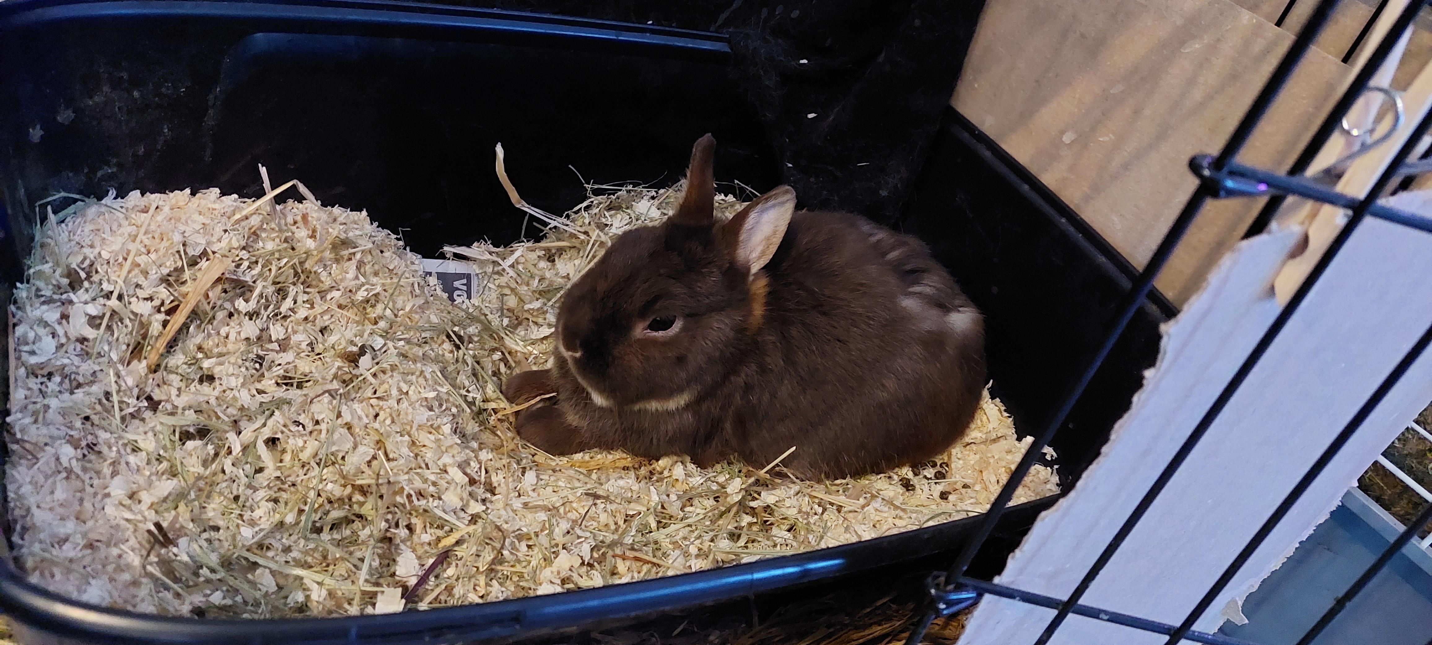 Why does he sit with his paws stretched | Scrolller