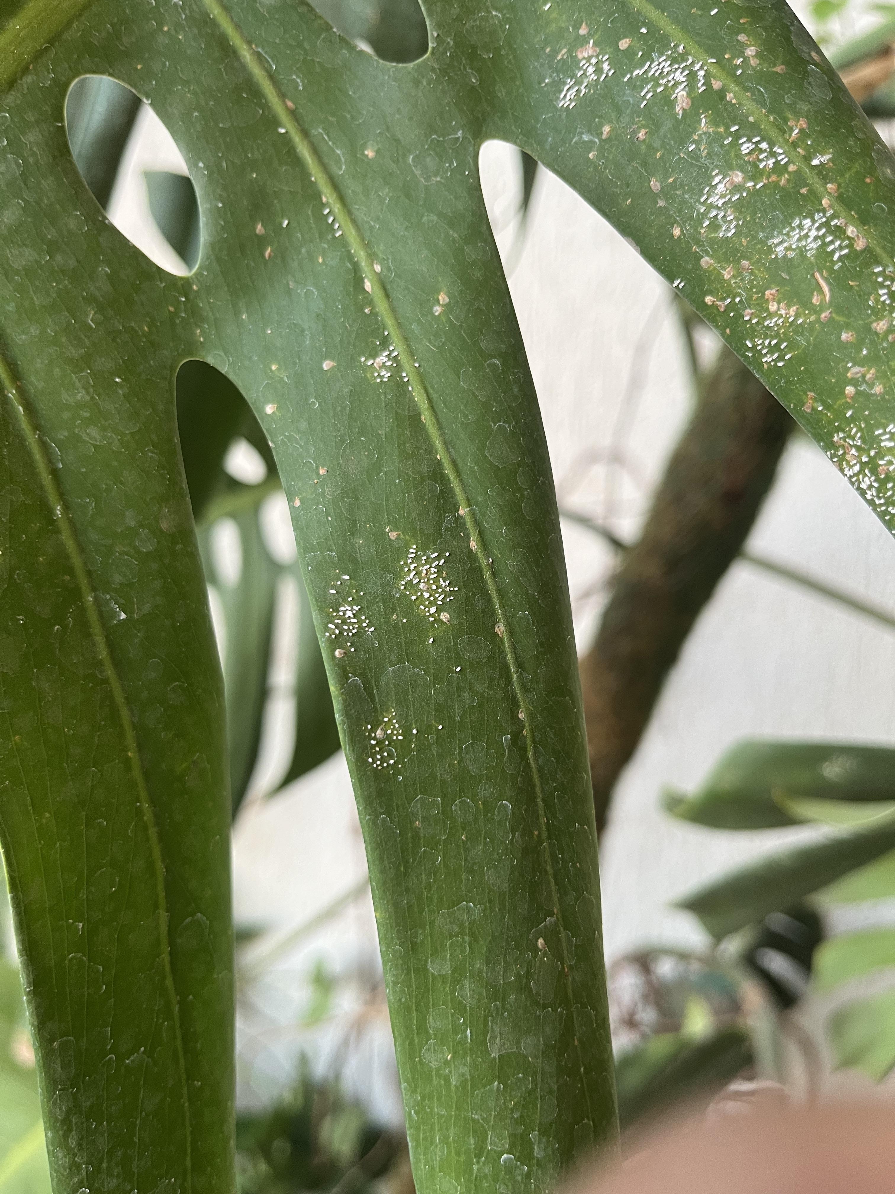 How to get rid of these white bugs? | Scrolller