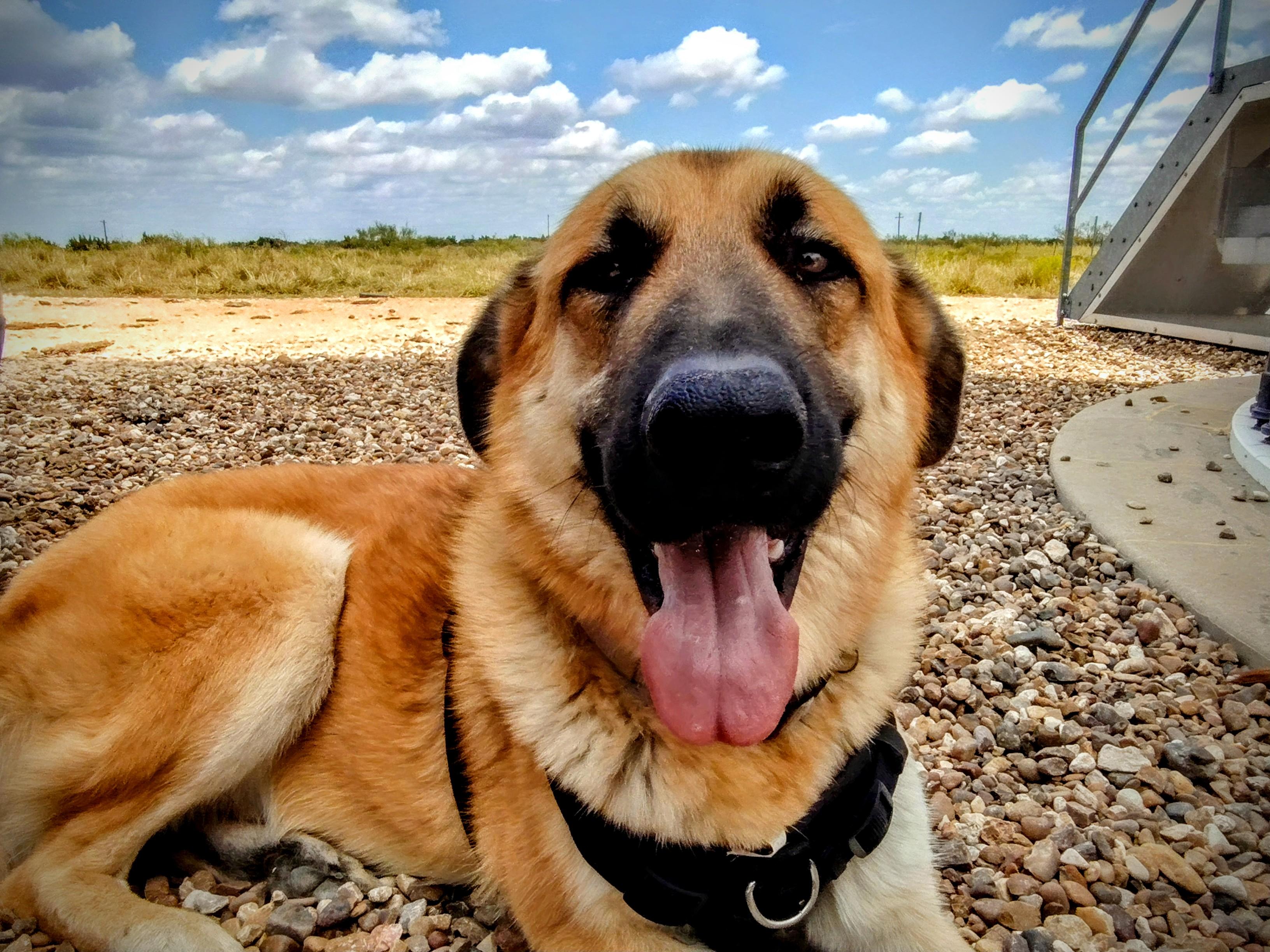 Gotcha Day ️ | Scrolller