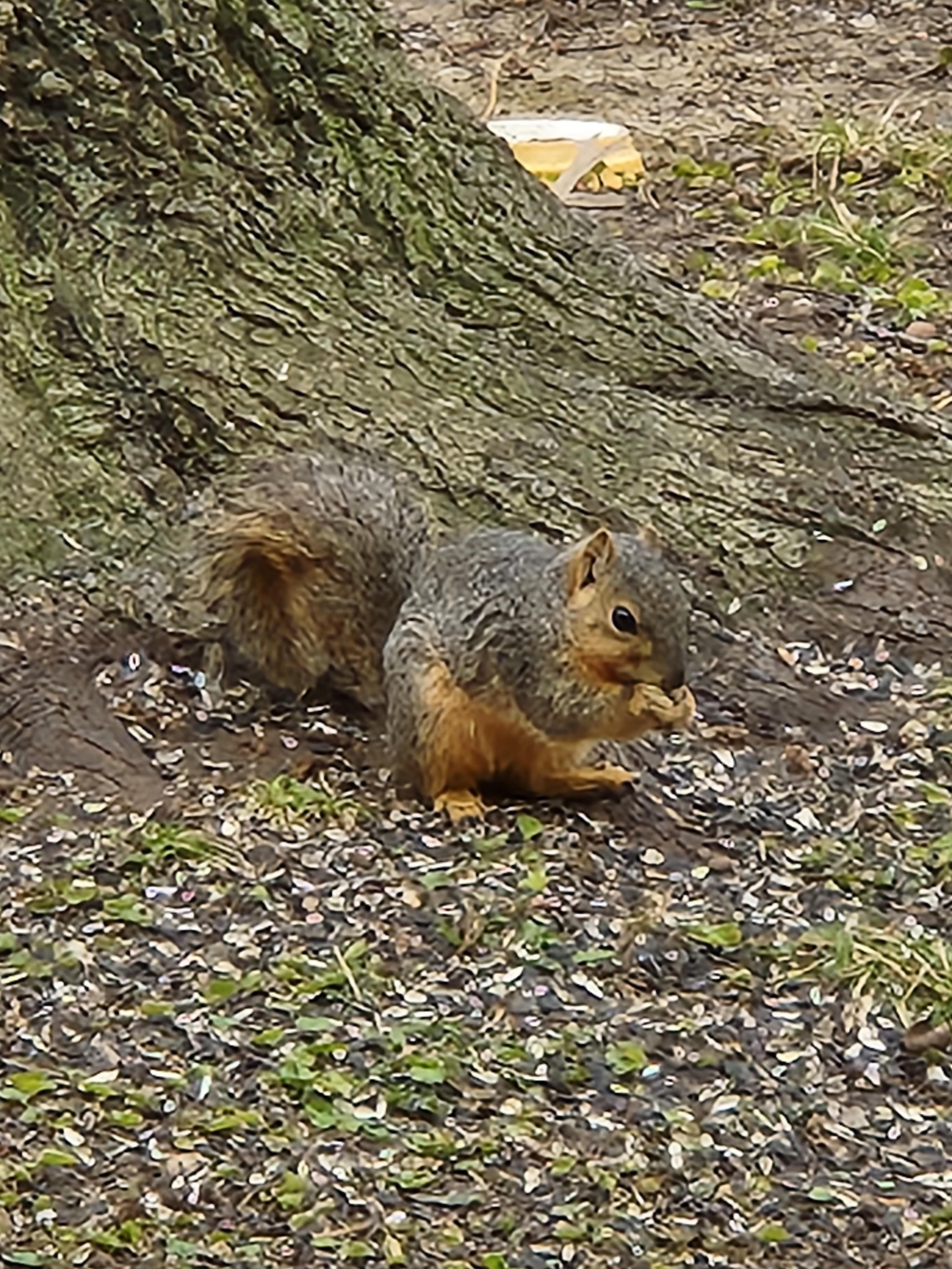 Discover more like Squirrels: Squirrels and Related Content | Scrolller