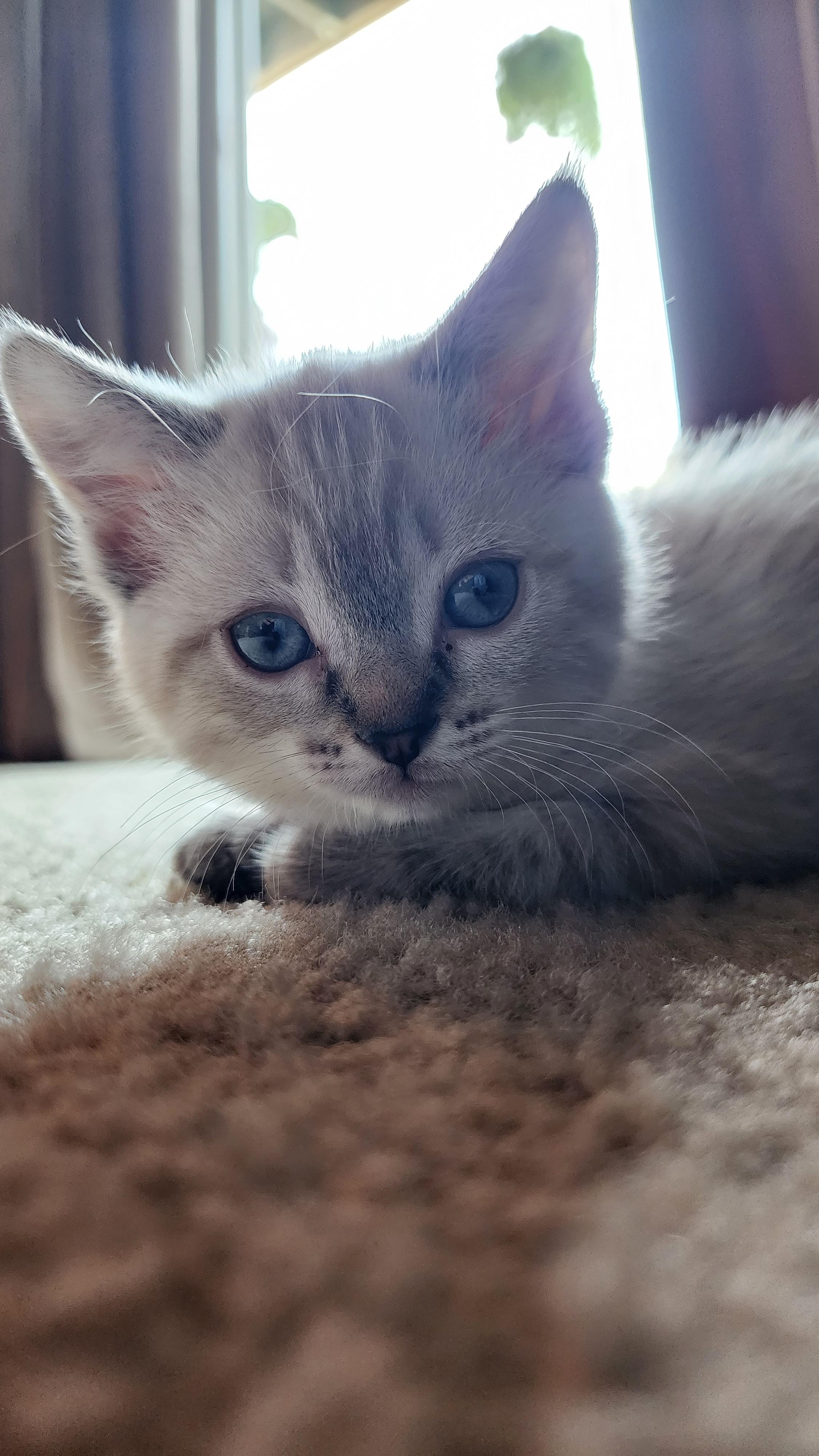 OC my lynx ragdoll | Scrolller