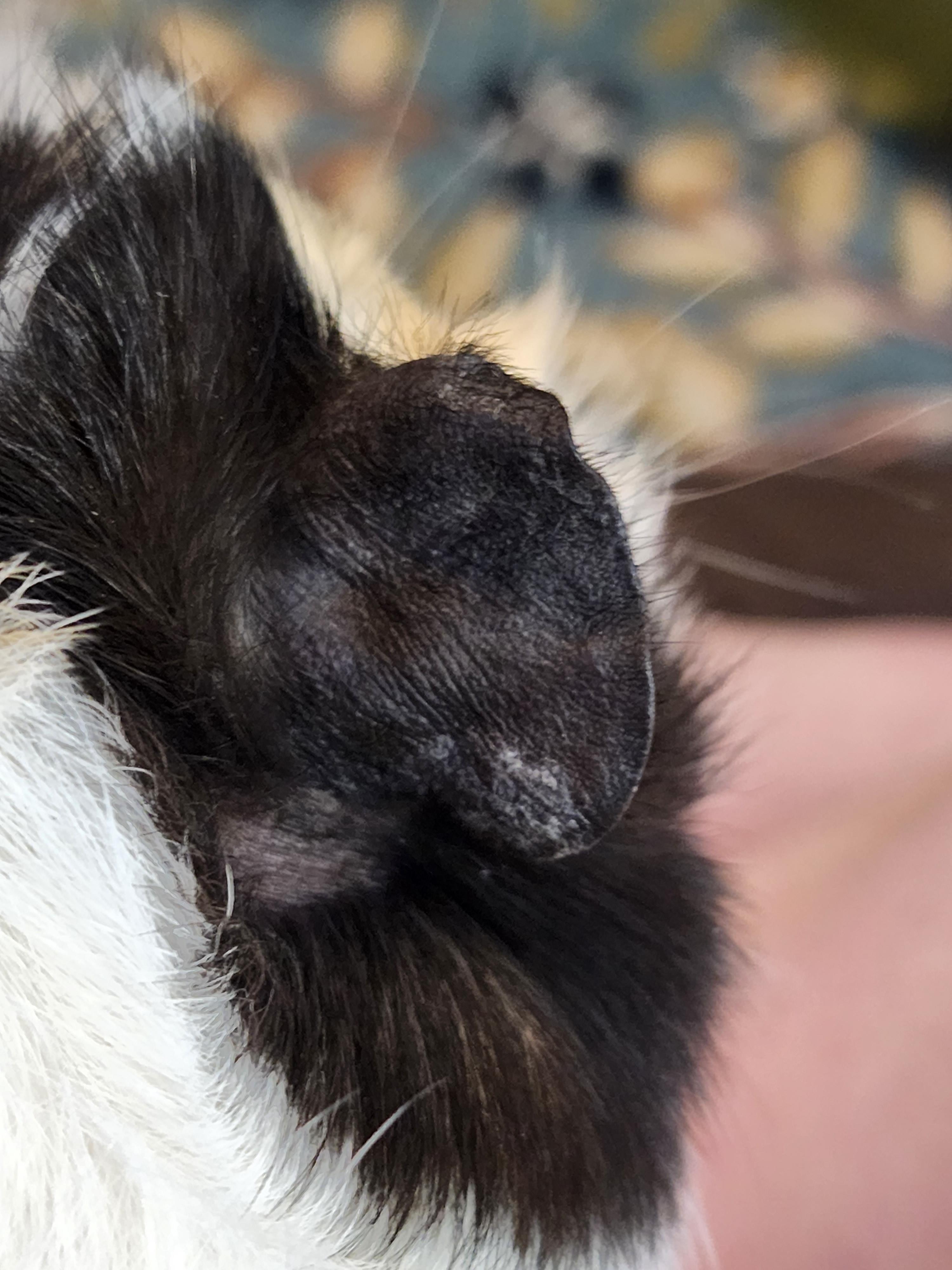 Dry ears? | Scrolller