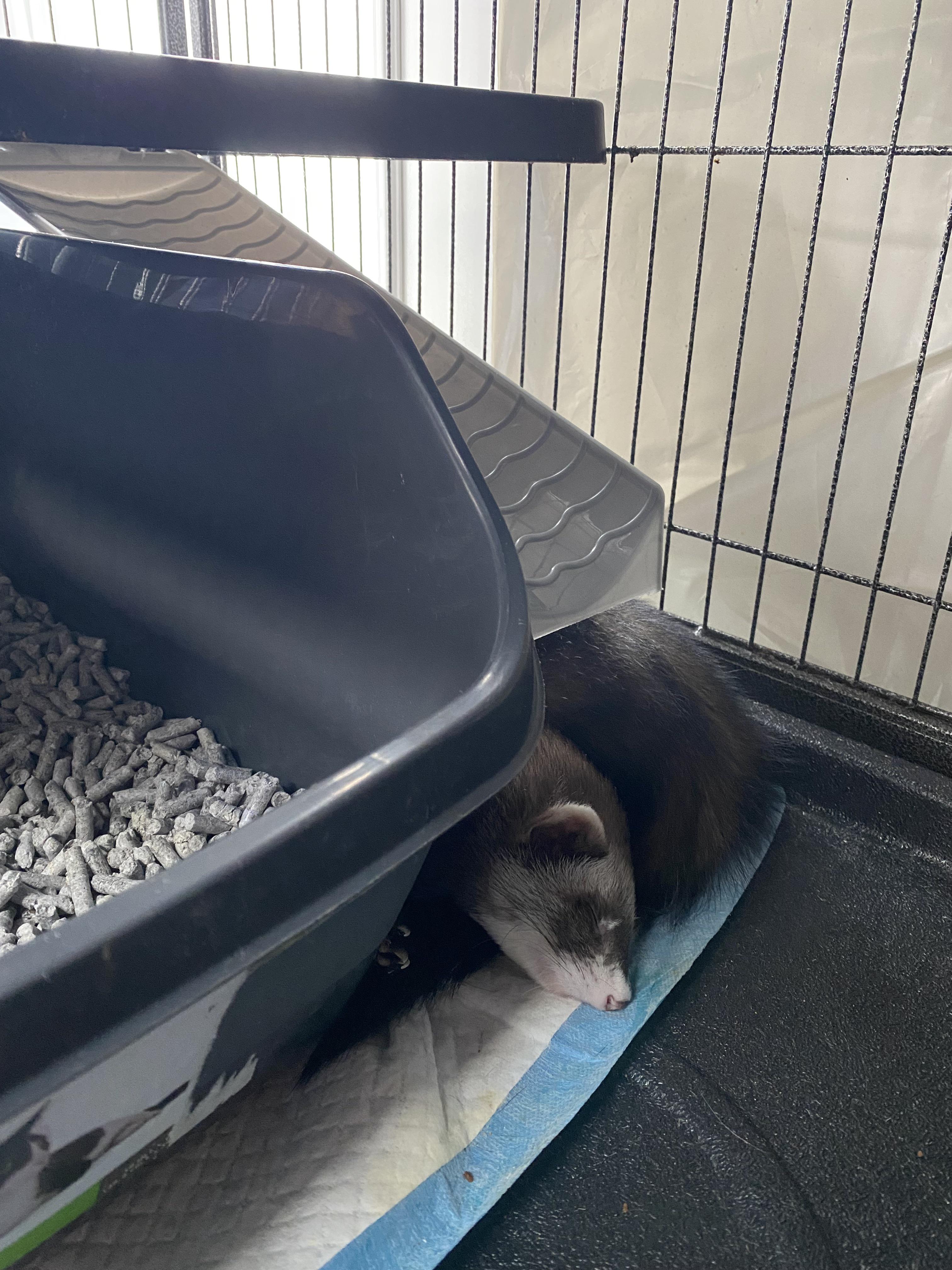 Next to the litter box guys? Really? | Scrolller