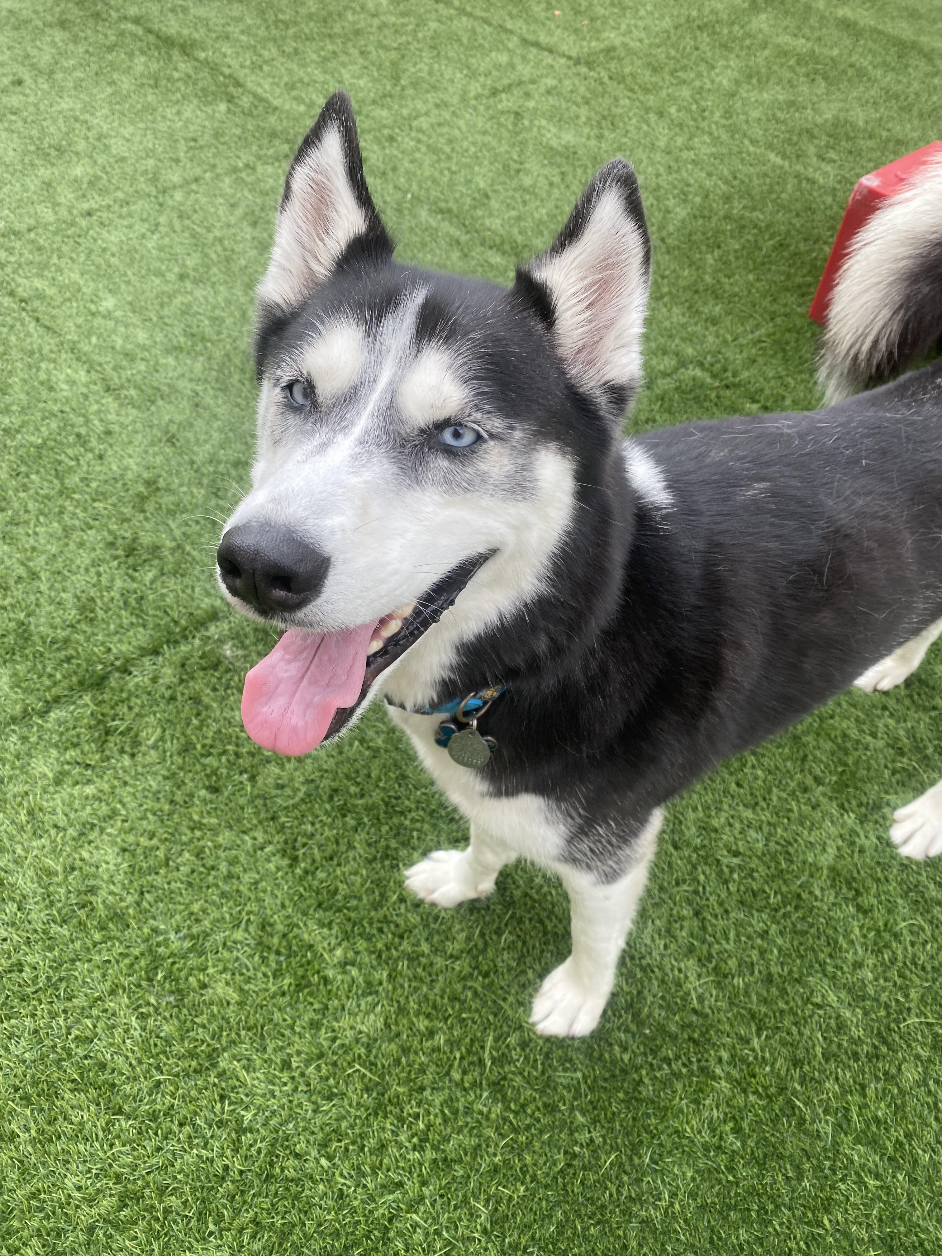 Meet the Huskies at my work! [OC] | Scrolller
