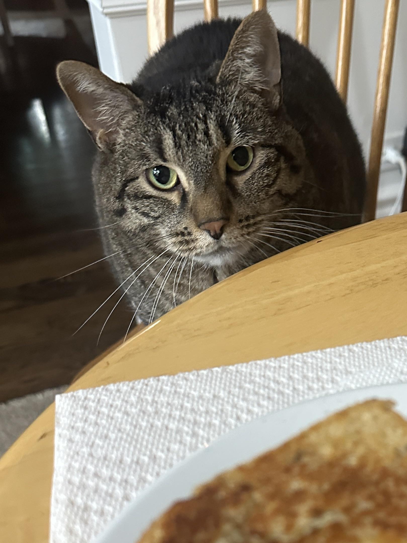 [homemade] patty melt | Scrolller