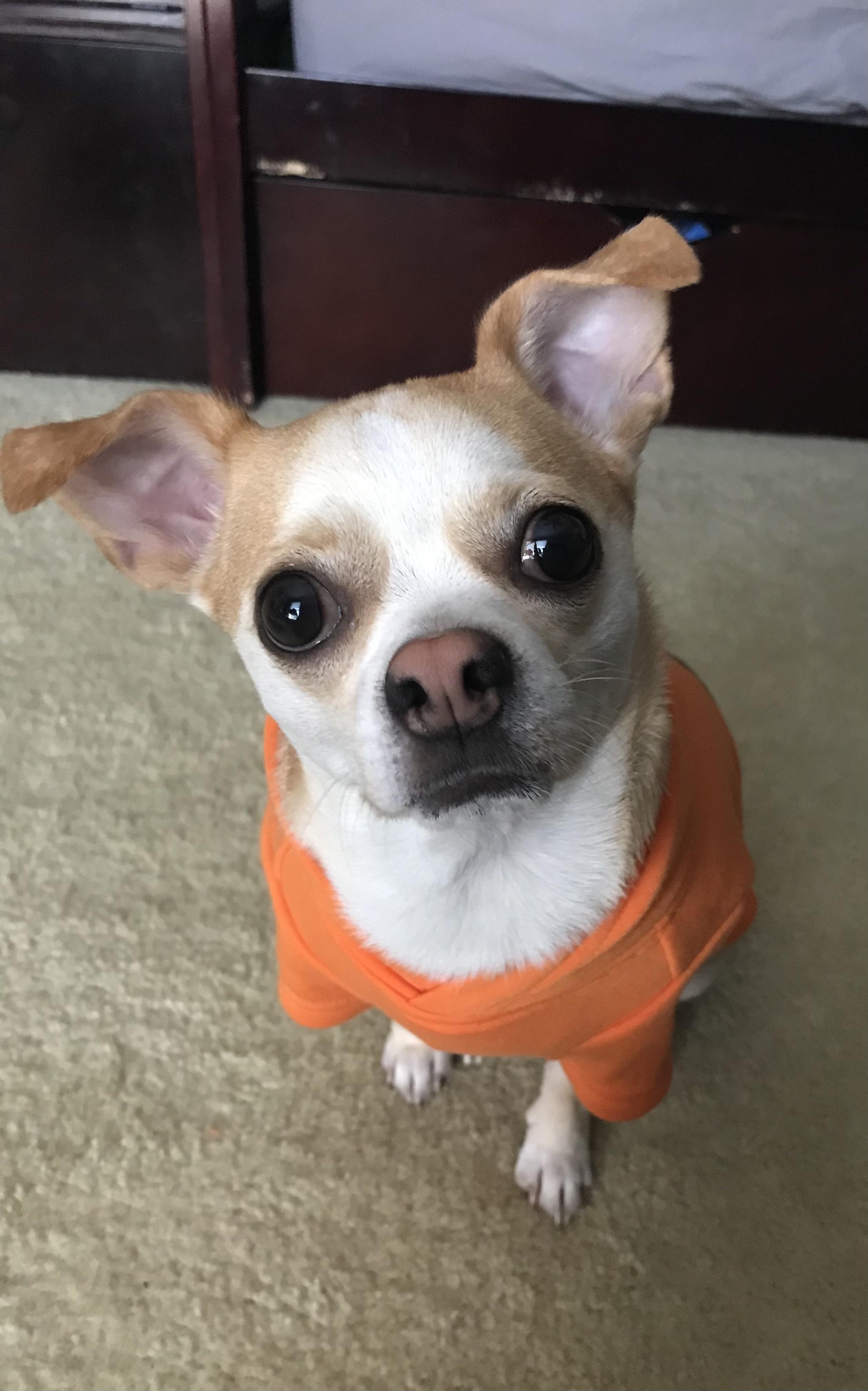 Happy Halloween from Leo 🎃 | Scrolller