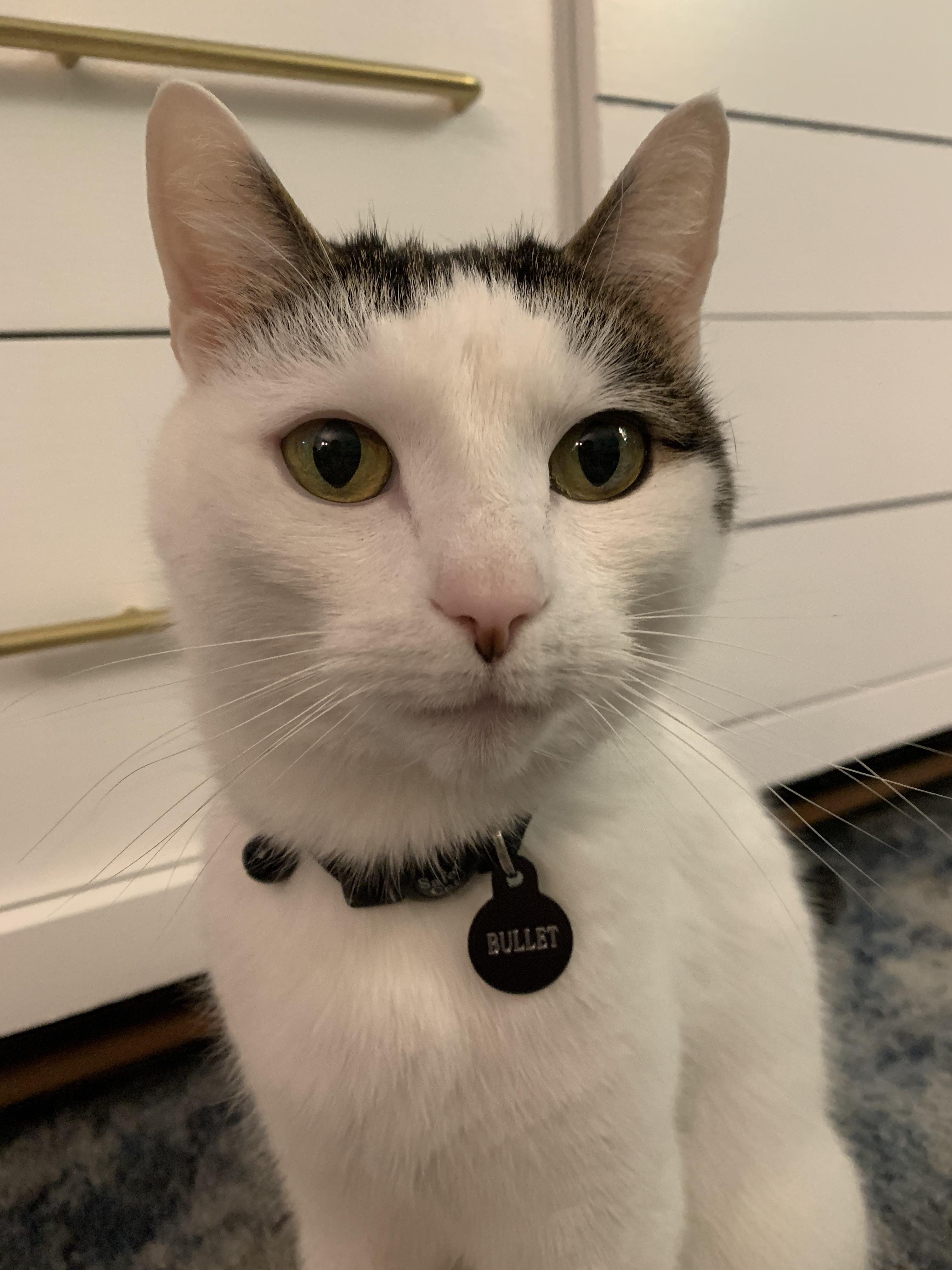 Today is Bullets 10th birthday! | Scrolller