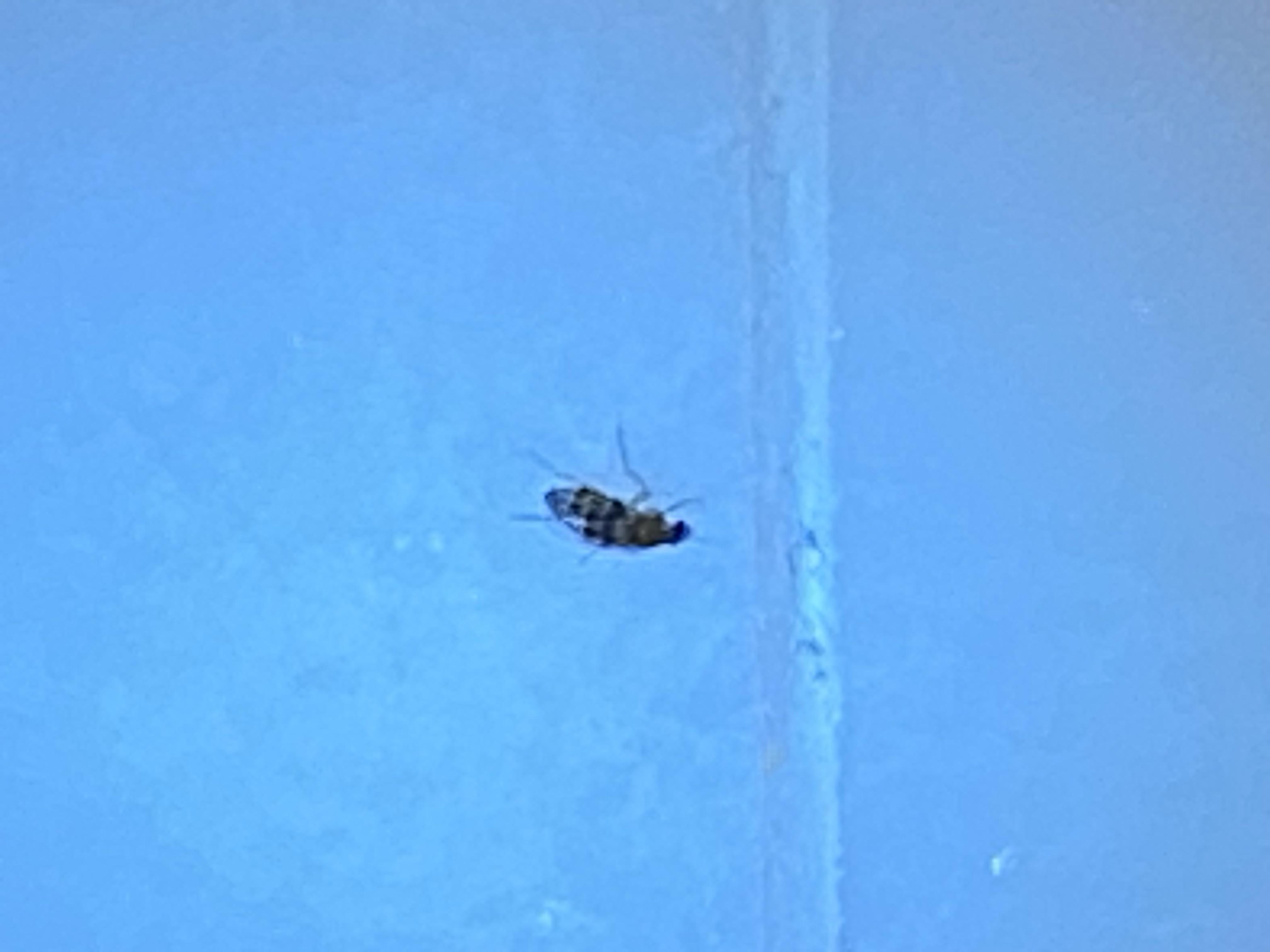 Do I have bed bugs? | Scrolller