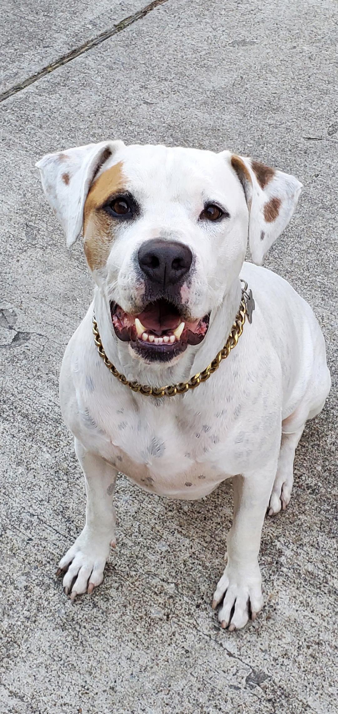 Does somebody know what breed my good boy is? | Scrolller