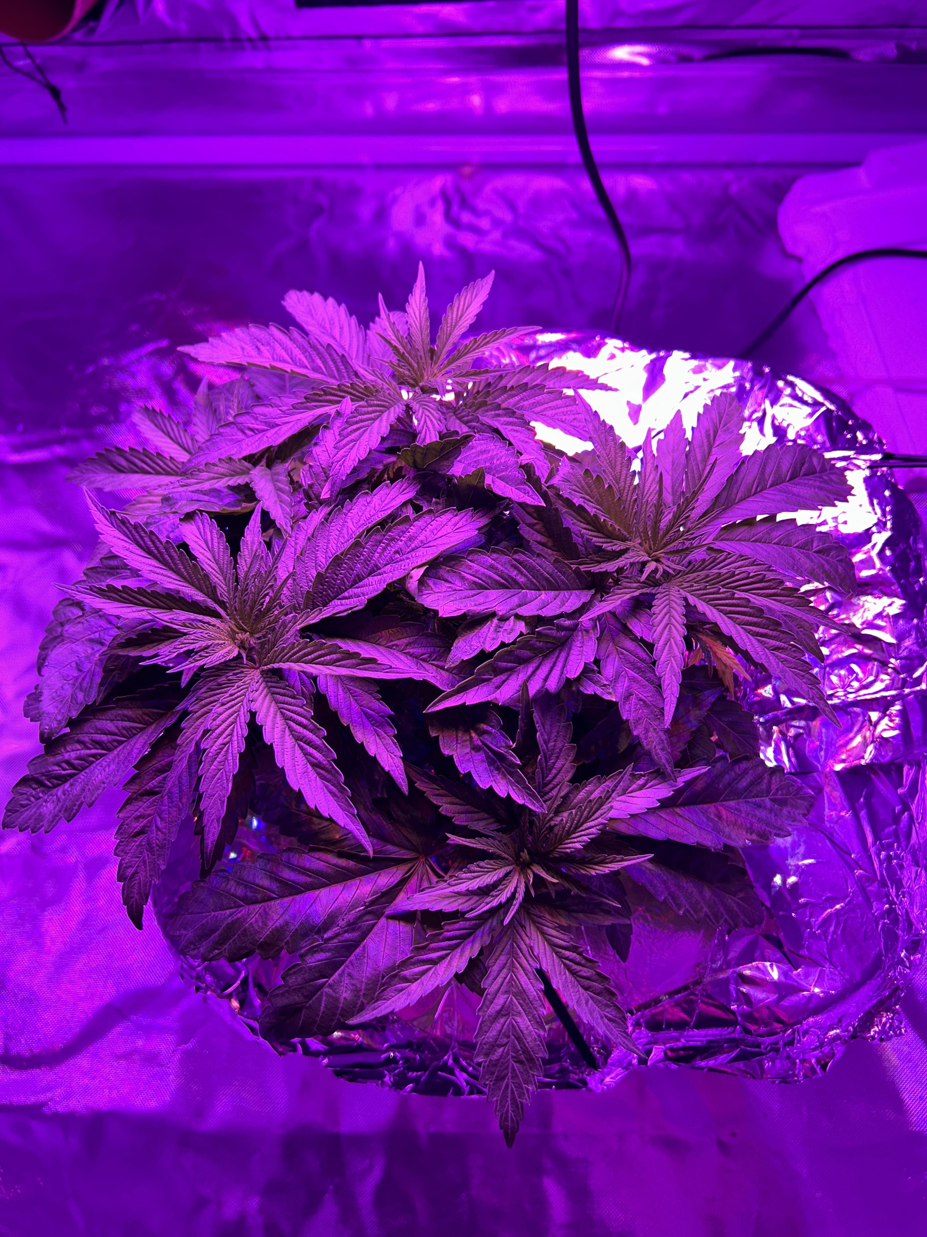 Any tips? | Scrolller