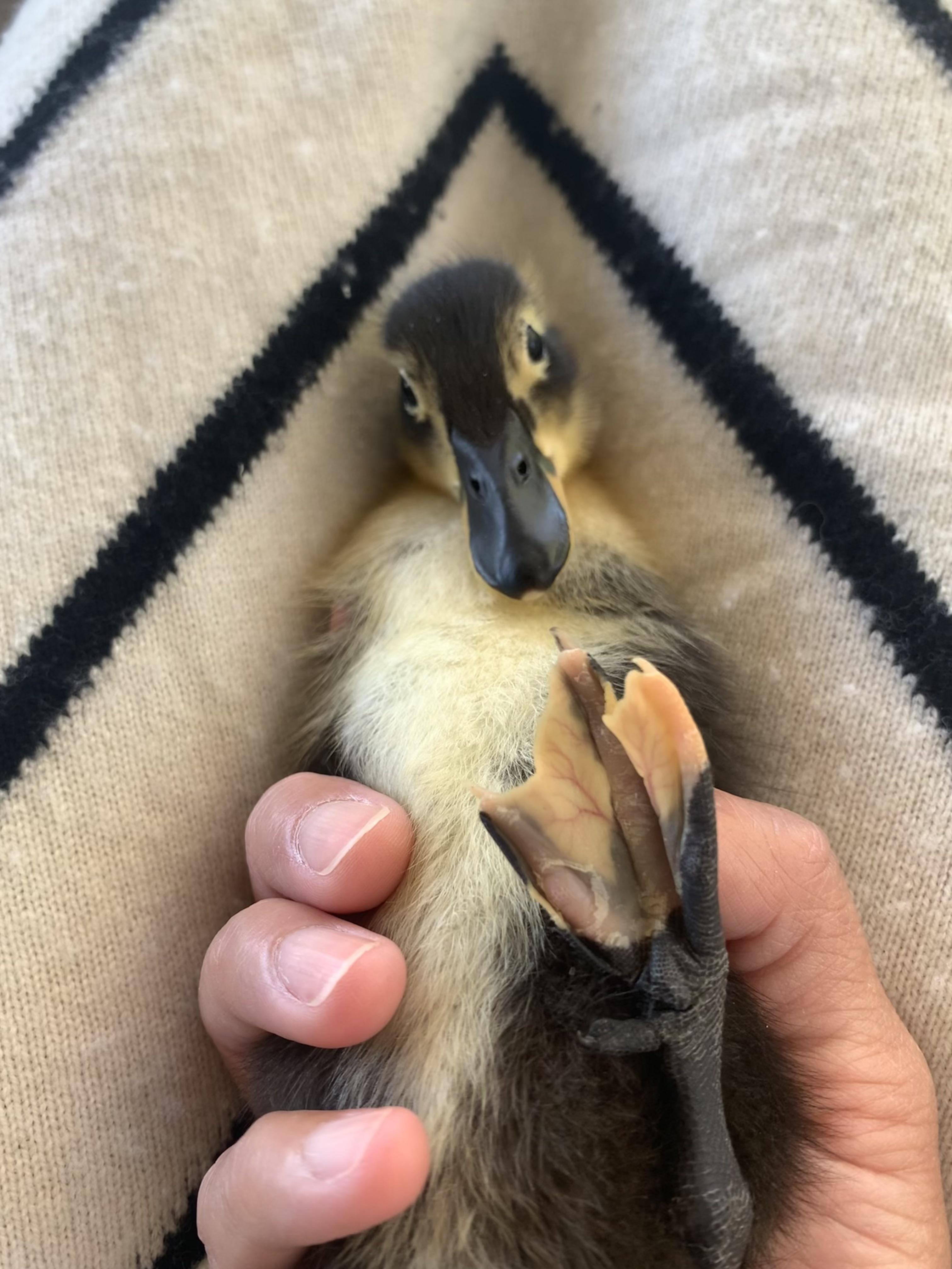 That head tilt 🫠 | Scrolller