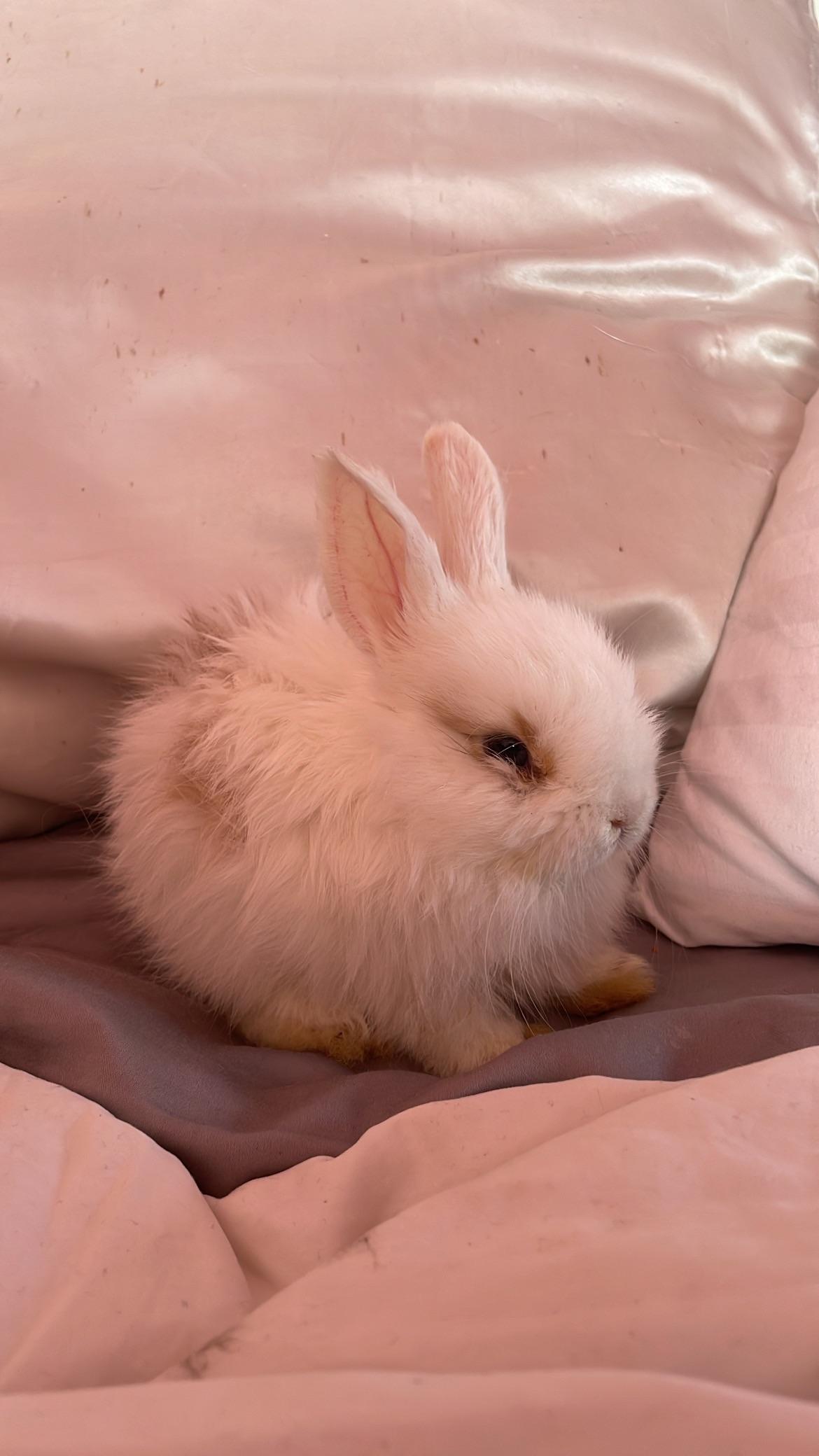 Breed ??? | Scrolller