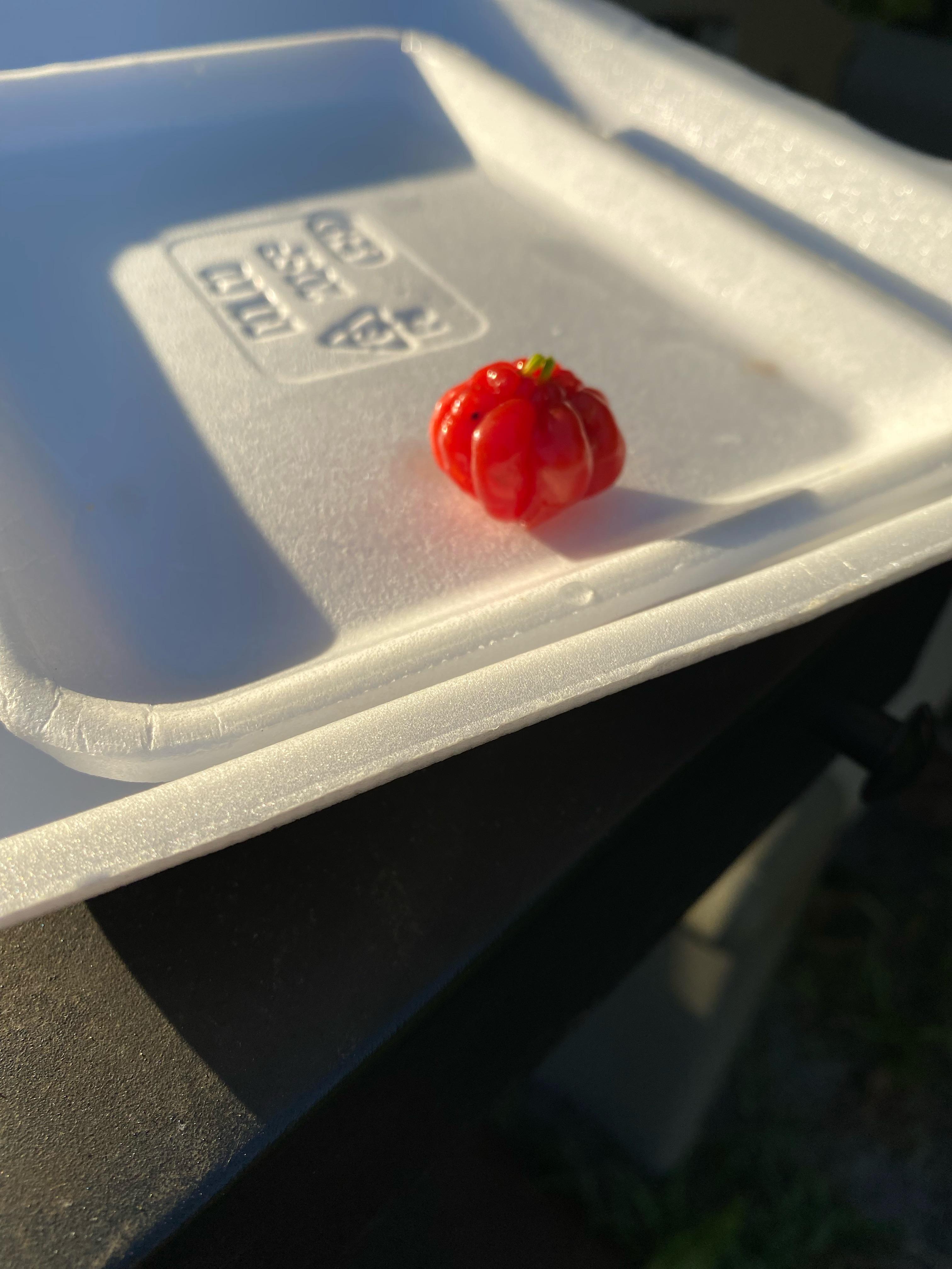 What is this growing in my backyard? | Scrolller