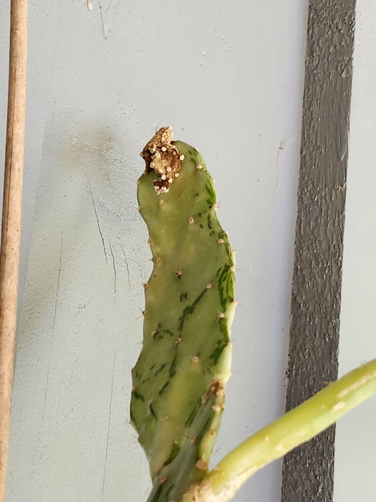 Cactus Issue | Scrolller