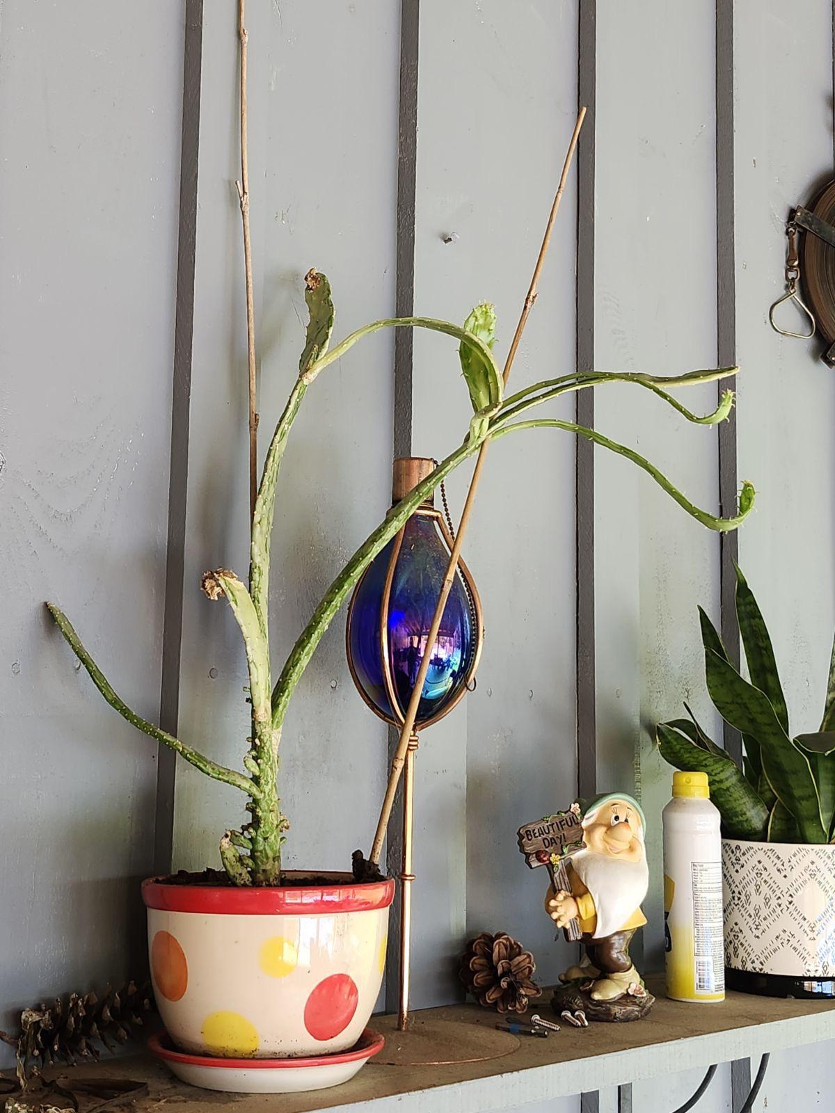 Cactus Issue | Scrolller