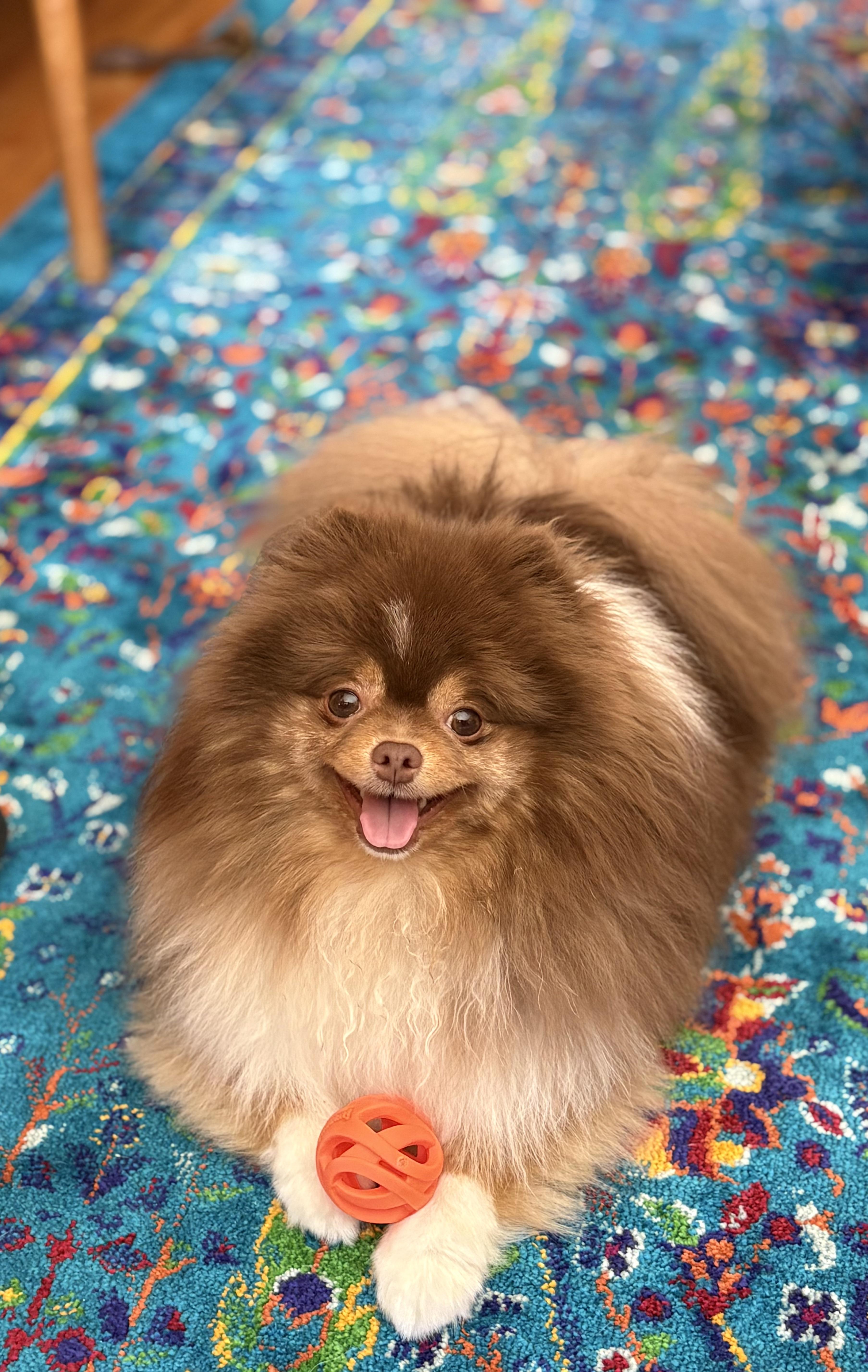 Pippin eats everything! | Scrolller